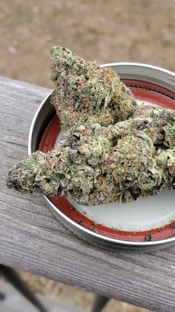 Khalifa Mintz Nugs | Scrolller