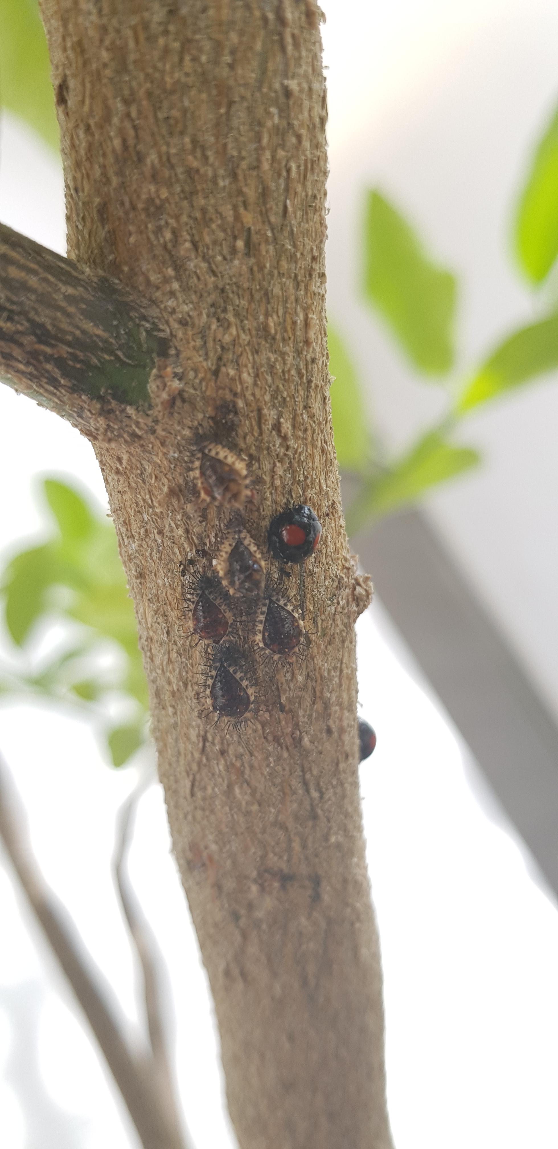 What are these bugs on my lemon tree? | Scrolller