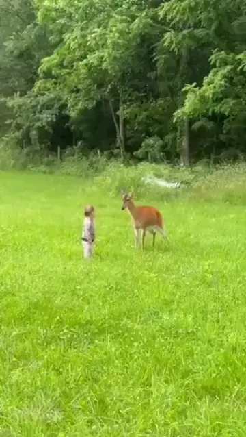 Kid tries to pet a deer | Scrolller