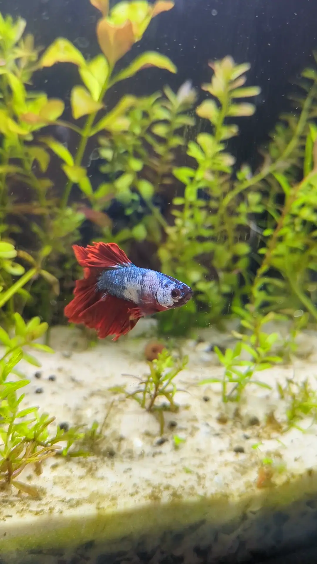 King Julian, destroyer of snails | Scrolller