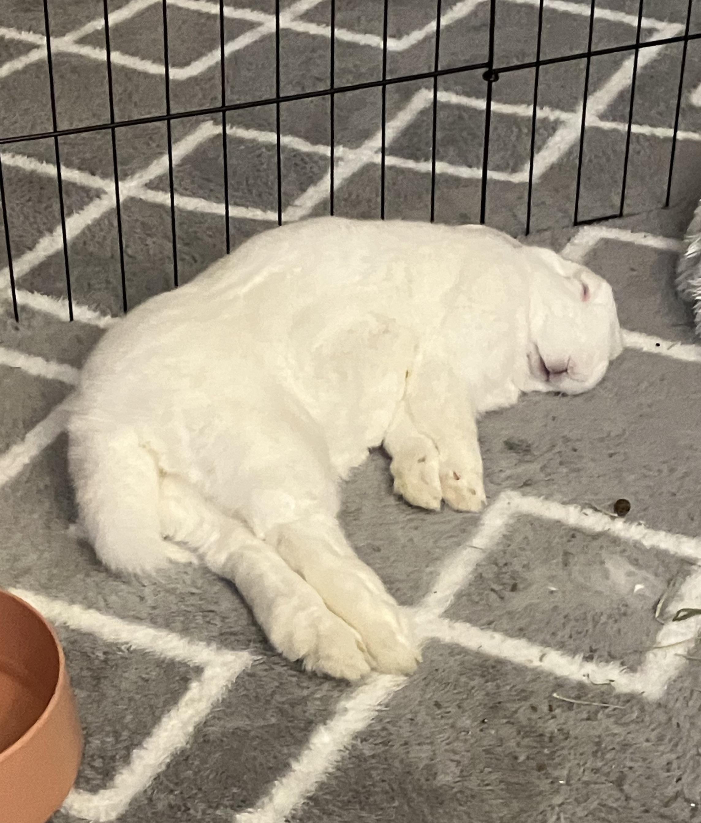 Kirby’s magnificent flop | Scrolller