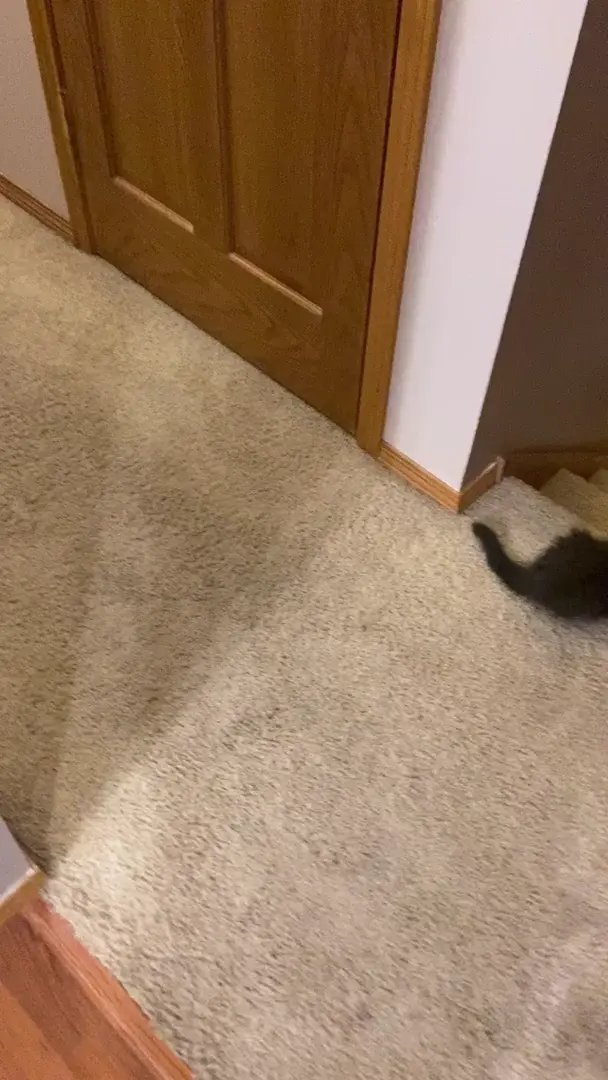 Kitten startles | Scrolller