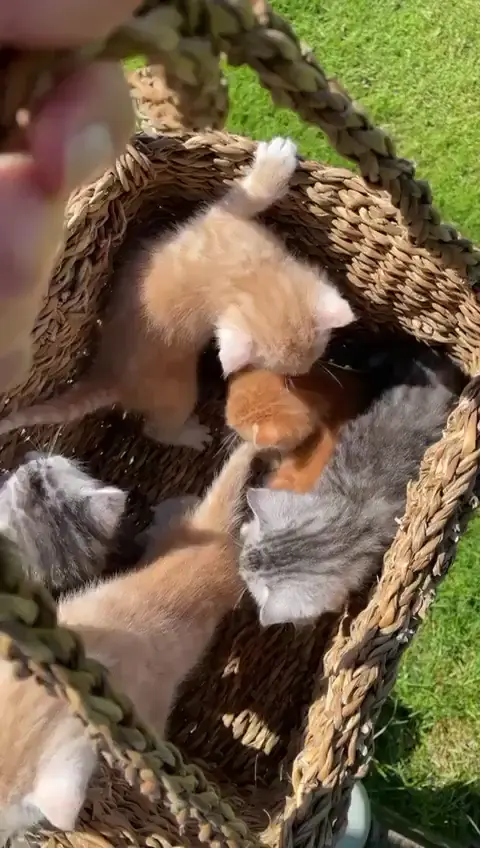 Kittens go outside for the first time | Scrolller