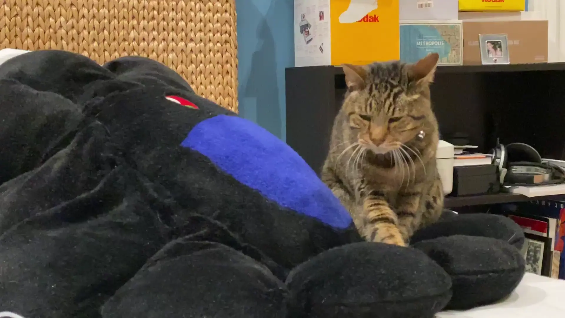 Kitty Approved Scrolller