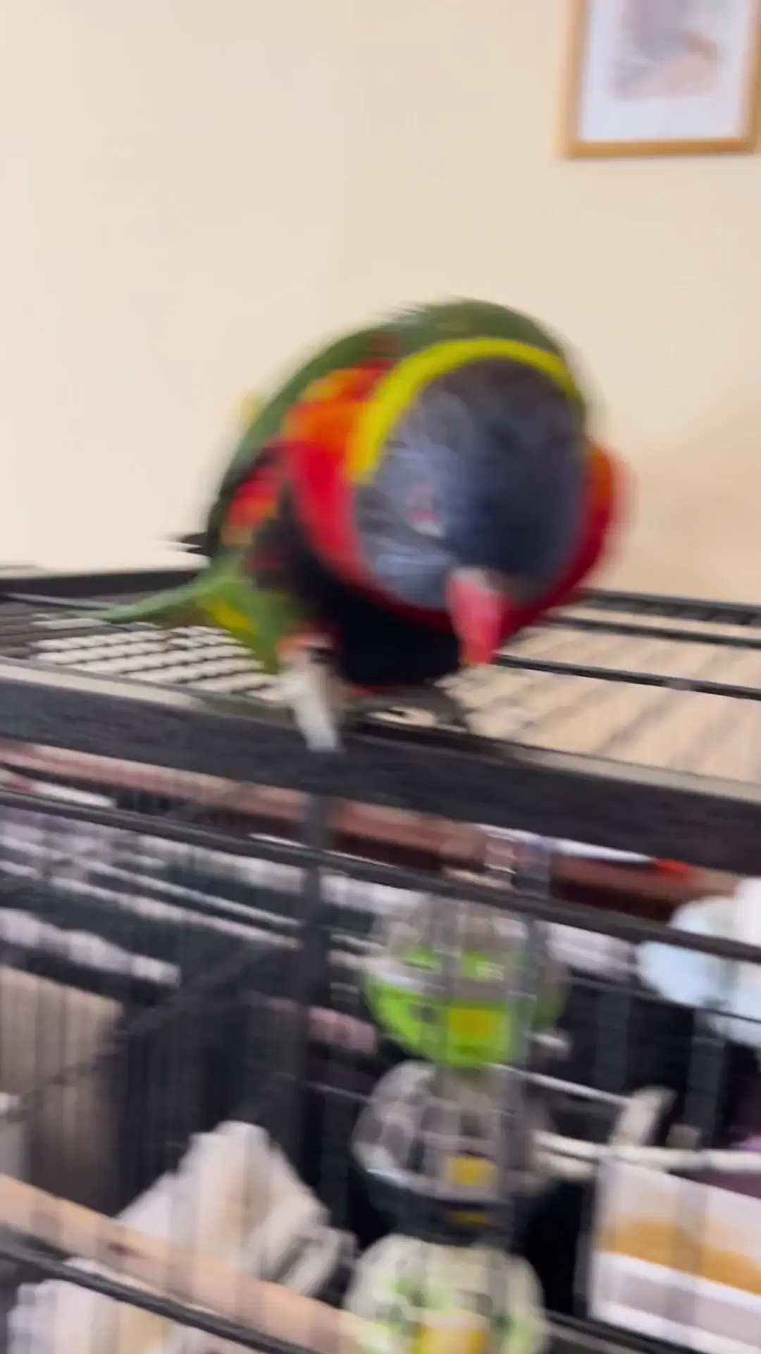 Kiwi came to say Ciao 👋🏻 | Scrolller