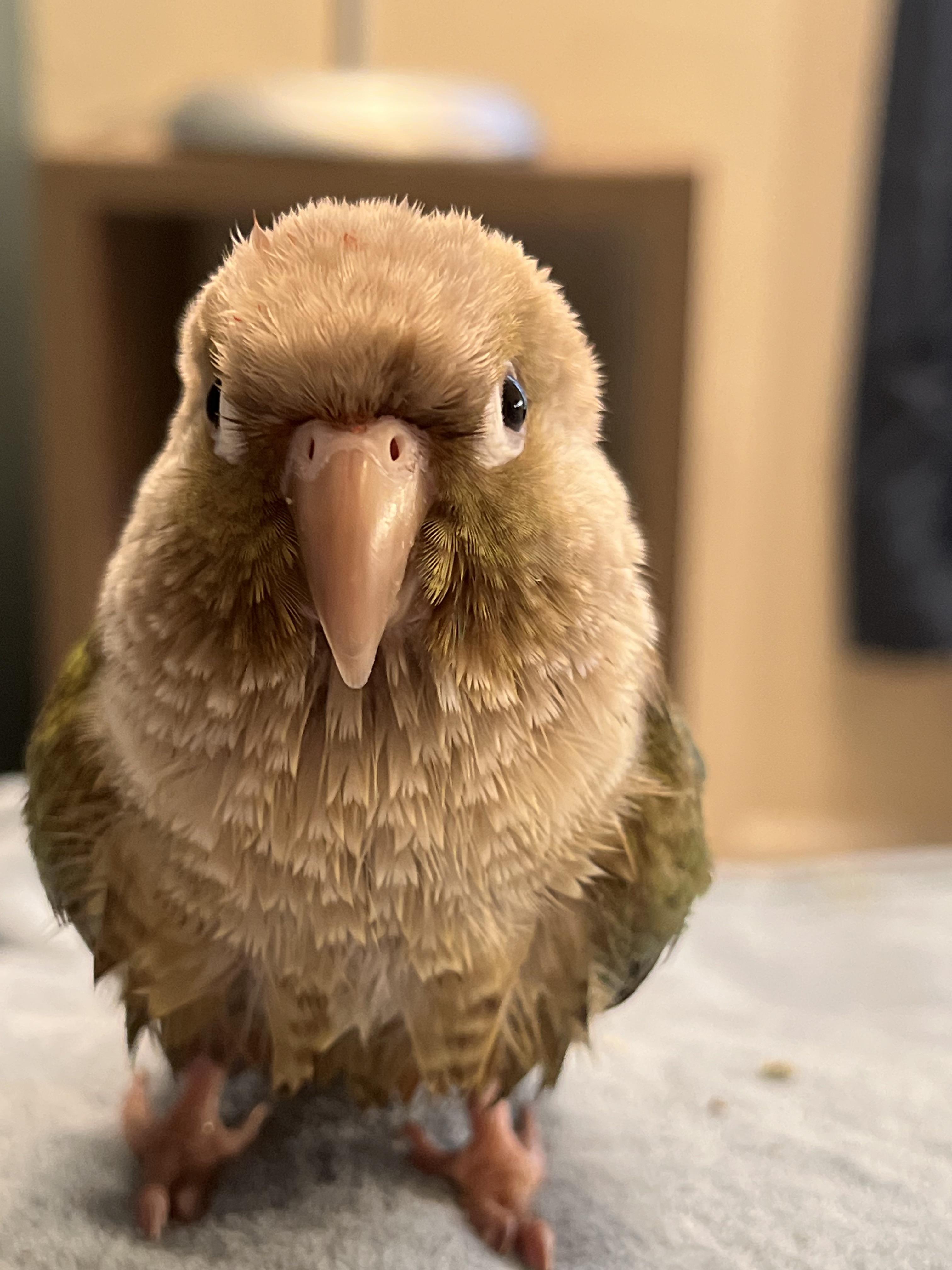 KIWI - His Bath Aftermath | Scrolller