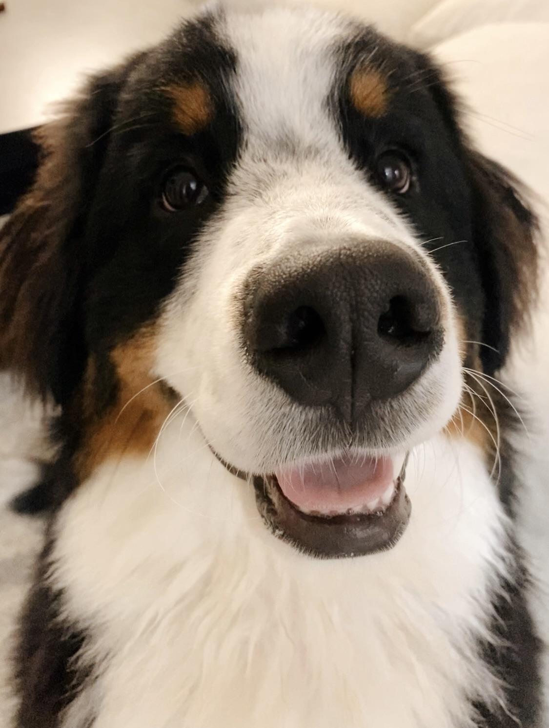 Post bath floof 🛁🫧 | Scrolller