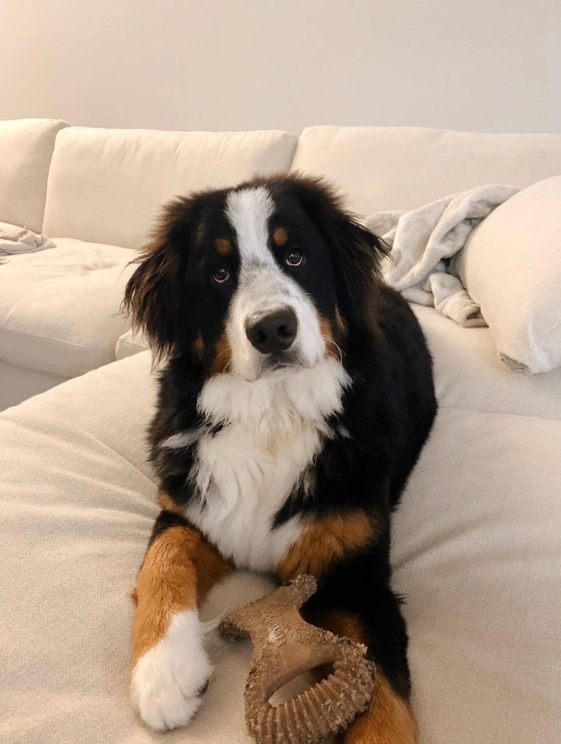 Post bath floof 🛁🫧 | Scrolller