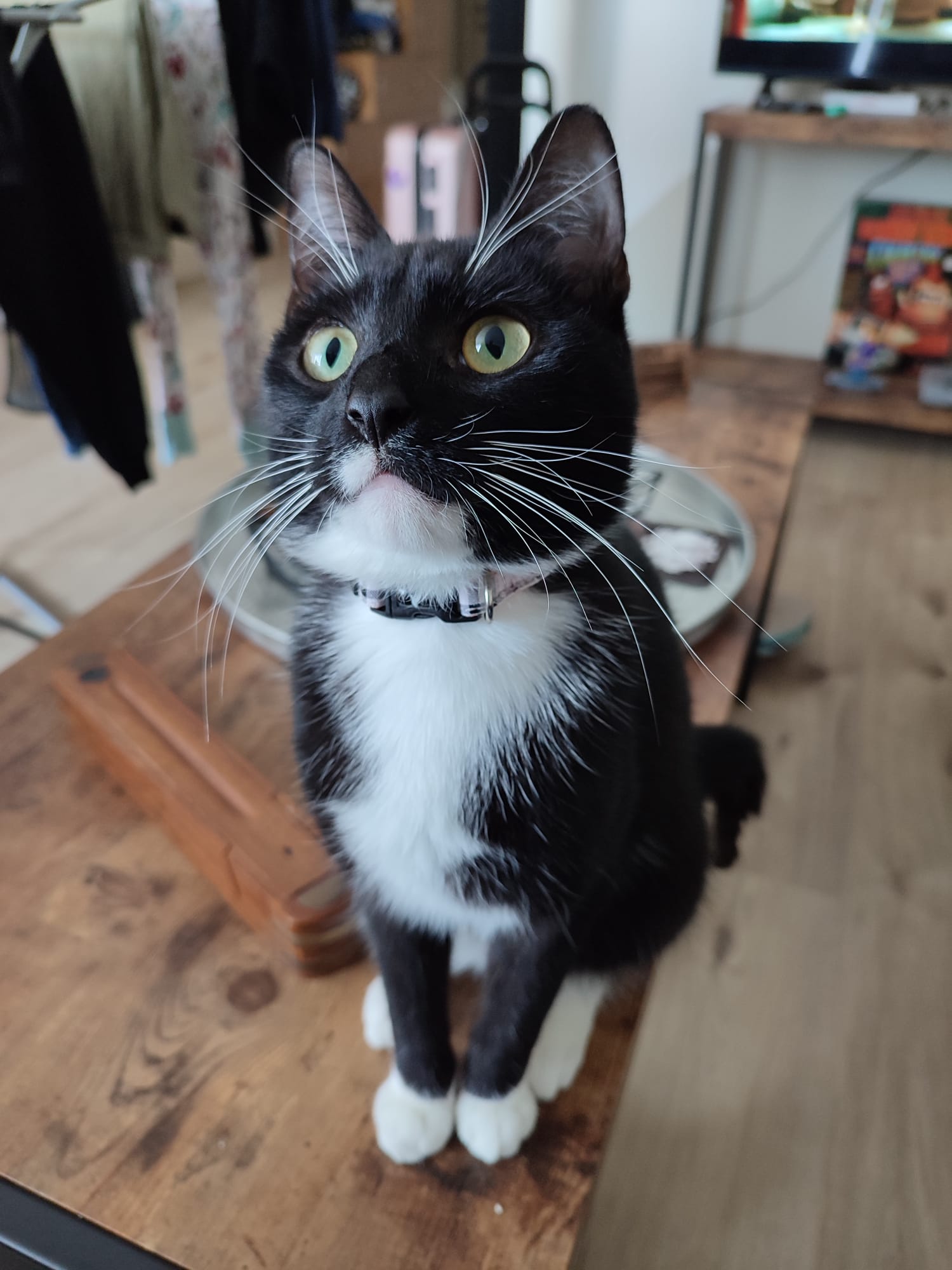 My pretty princess, Tiny Tina | Scrolller