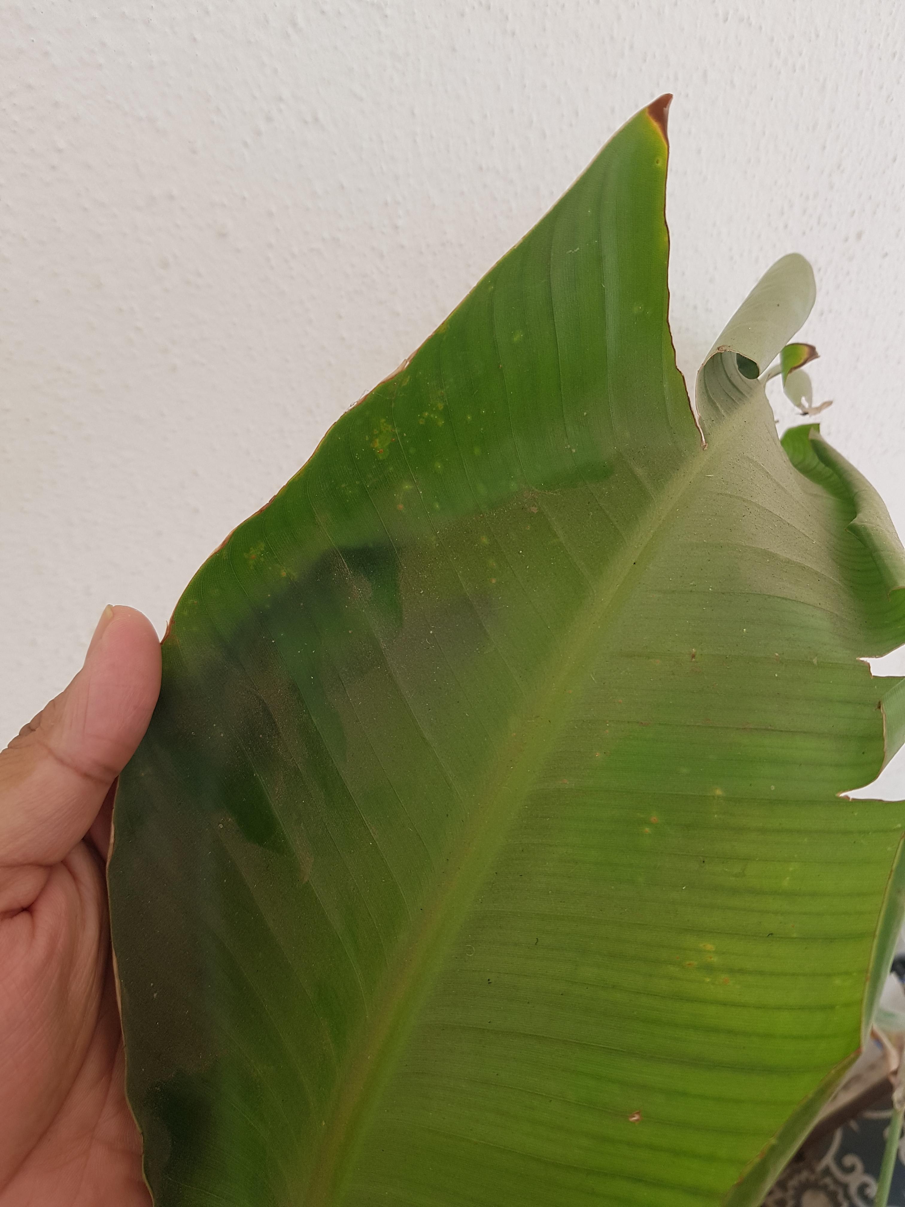 What's wrong with my Bird's of Paradise? Is there a way to revive it now? | Scrolller