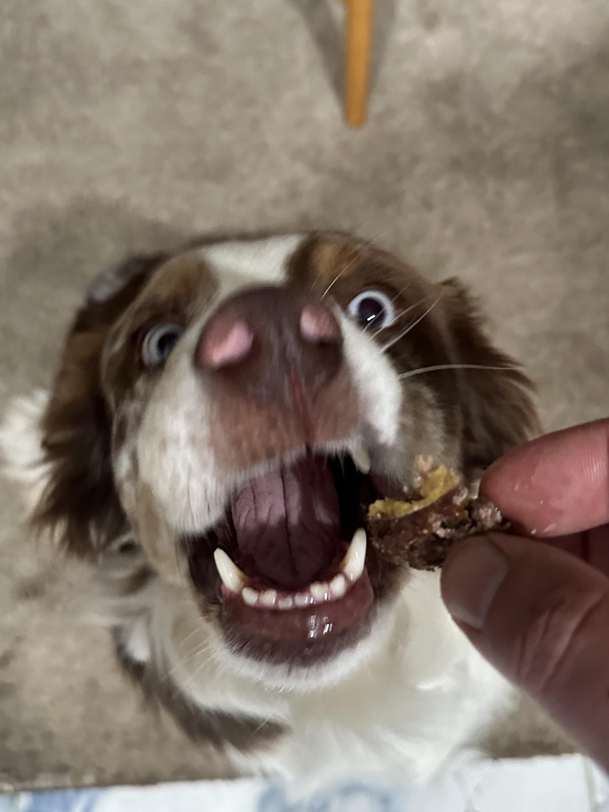 [homemade] double patty melt | Scrolller