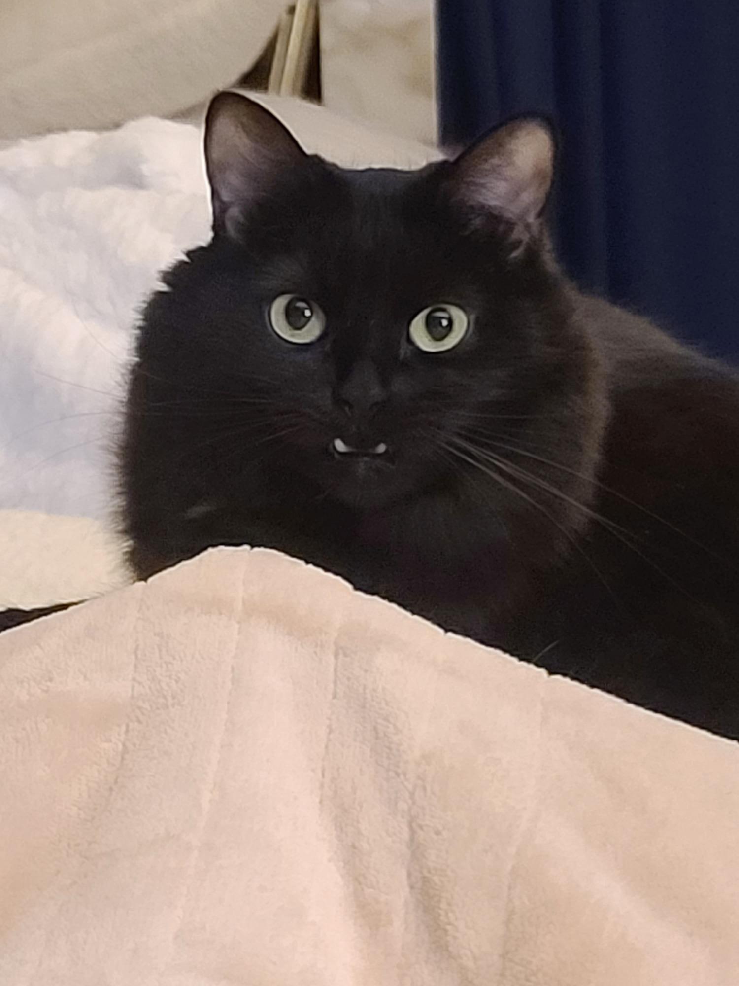 Discover more like Aww: (OC) My dad sends the best pictures of their cat and Related Content ...