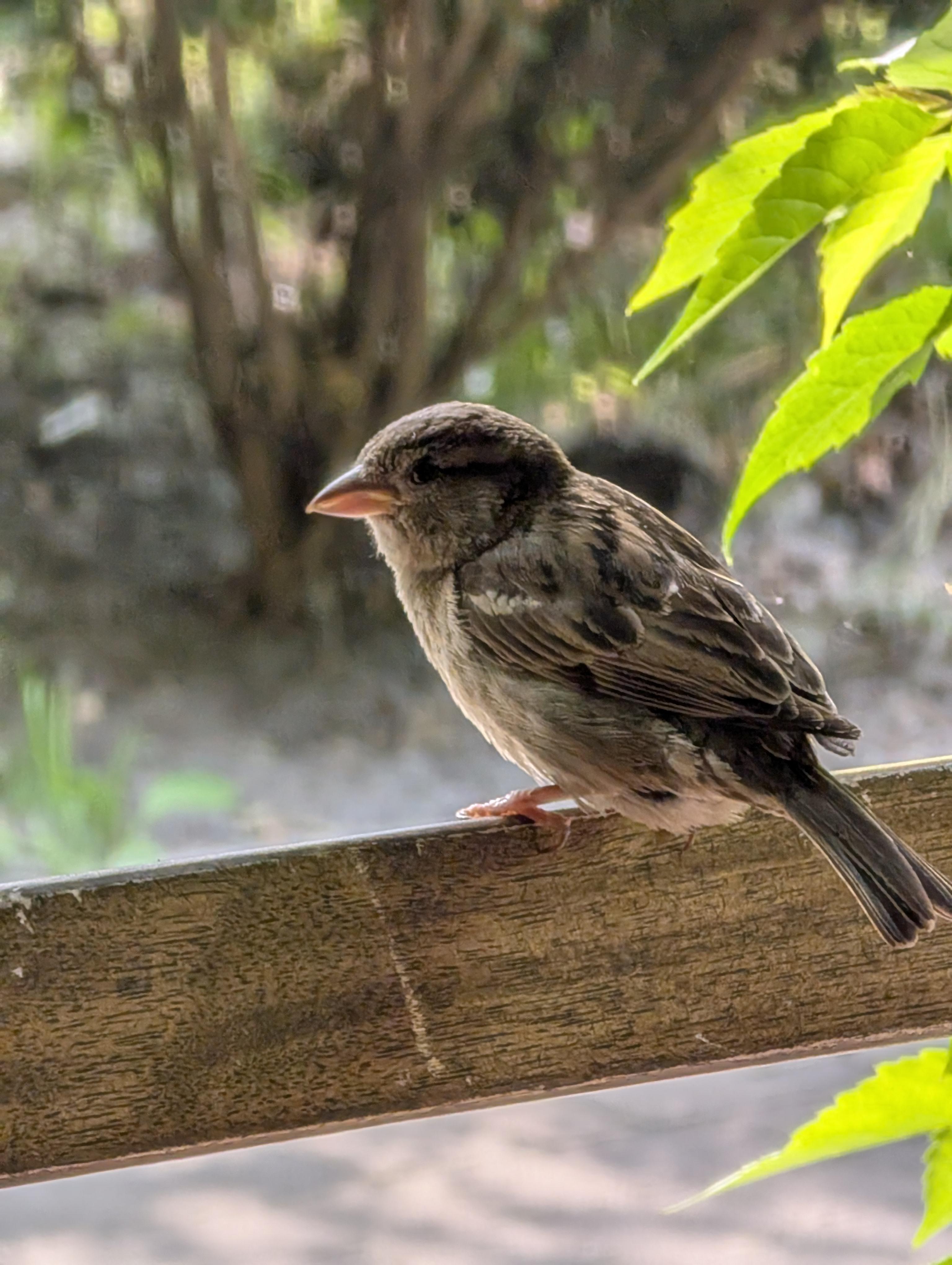 A sparrow | Scrolller