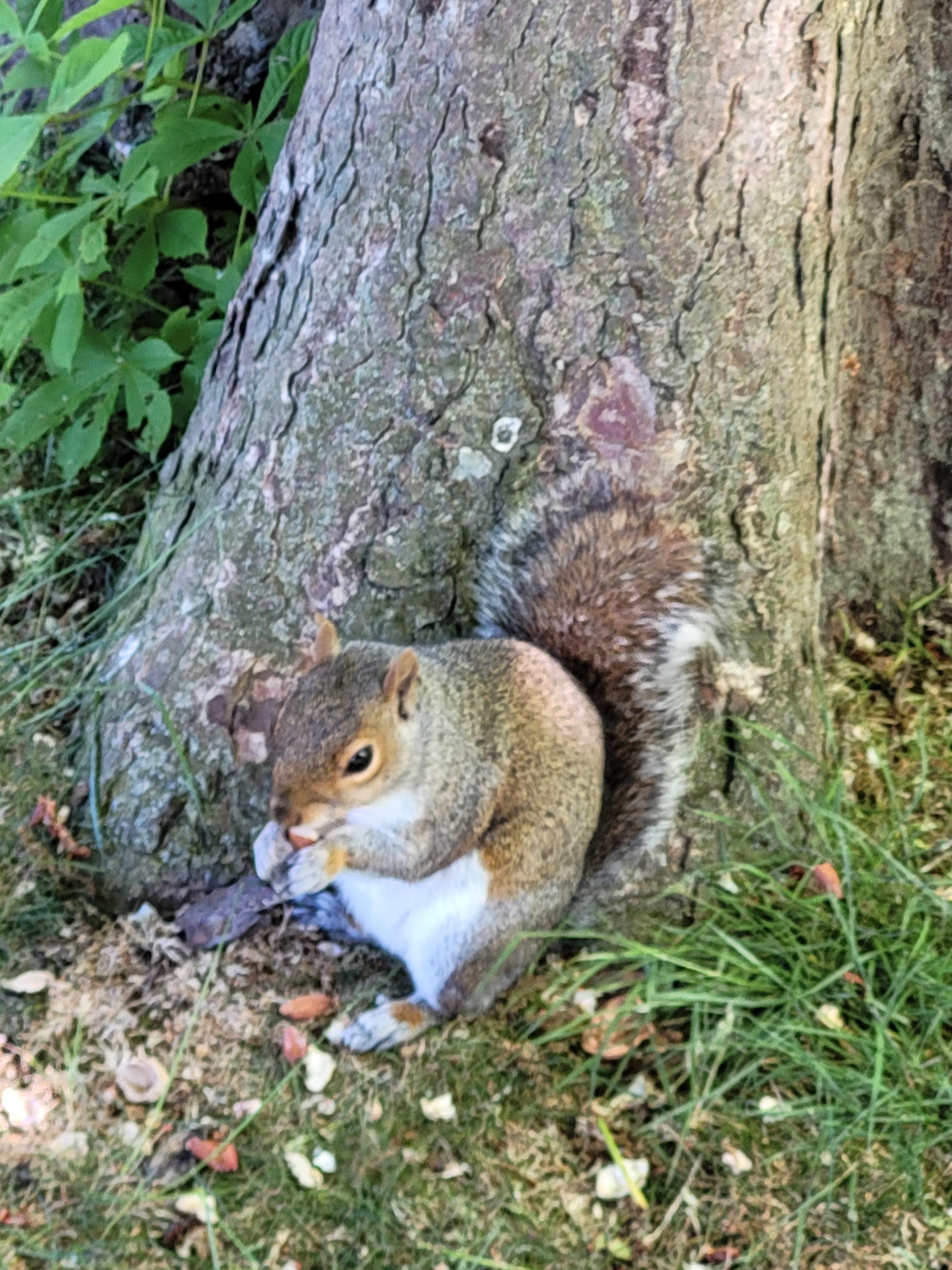 For some reason I love seeing Squirrels at the base of trees. They look like fantasy creatures ...