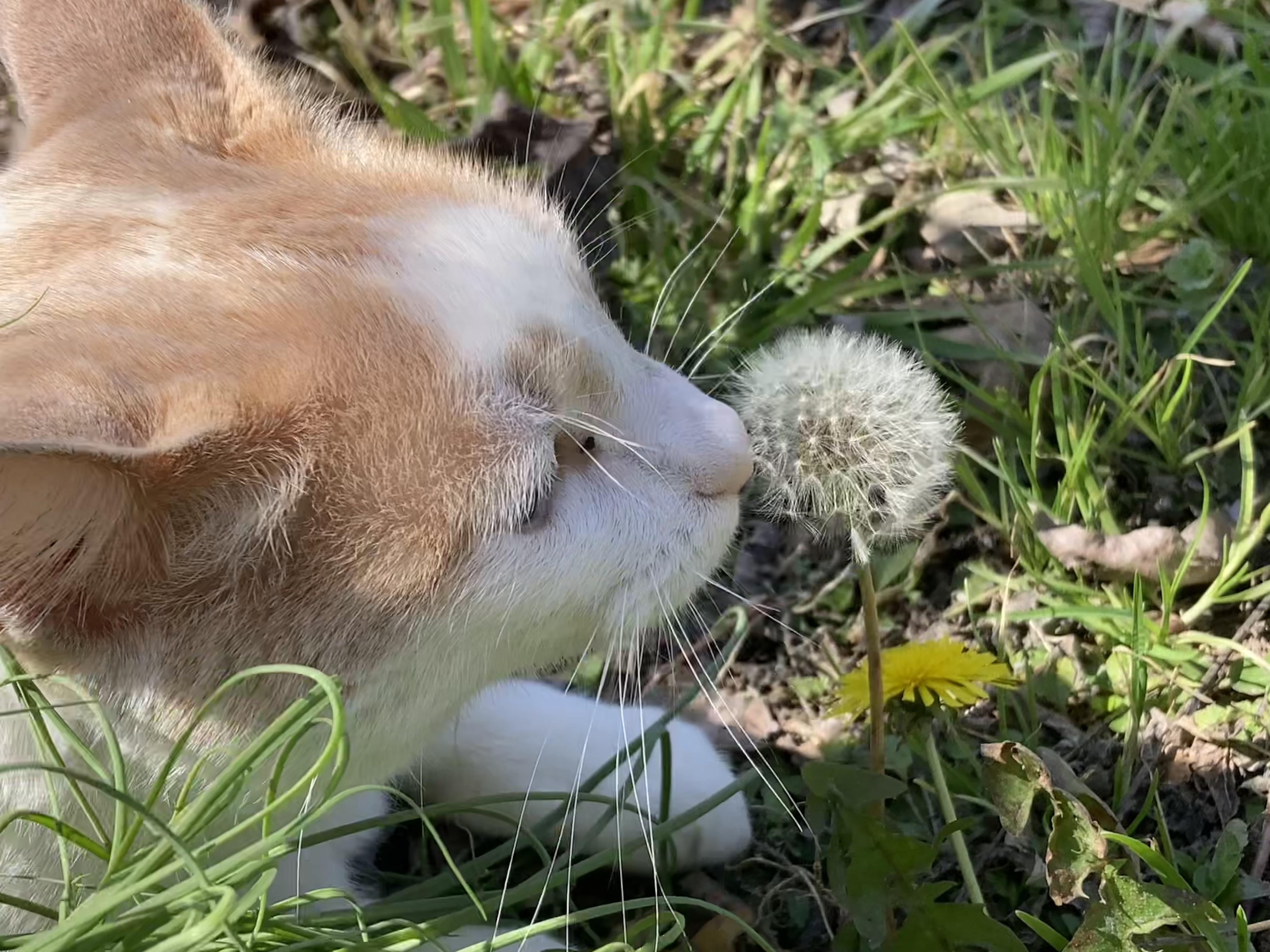 Nuzzlin’ dandelions | Scrolller