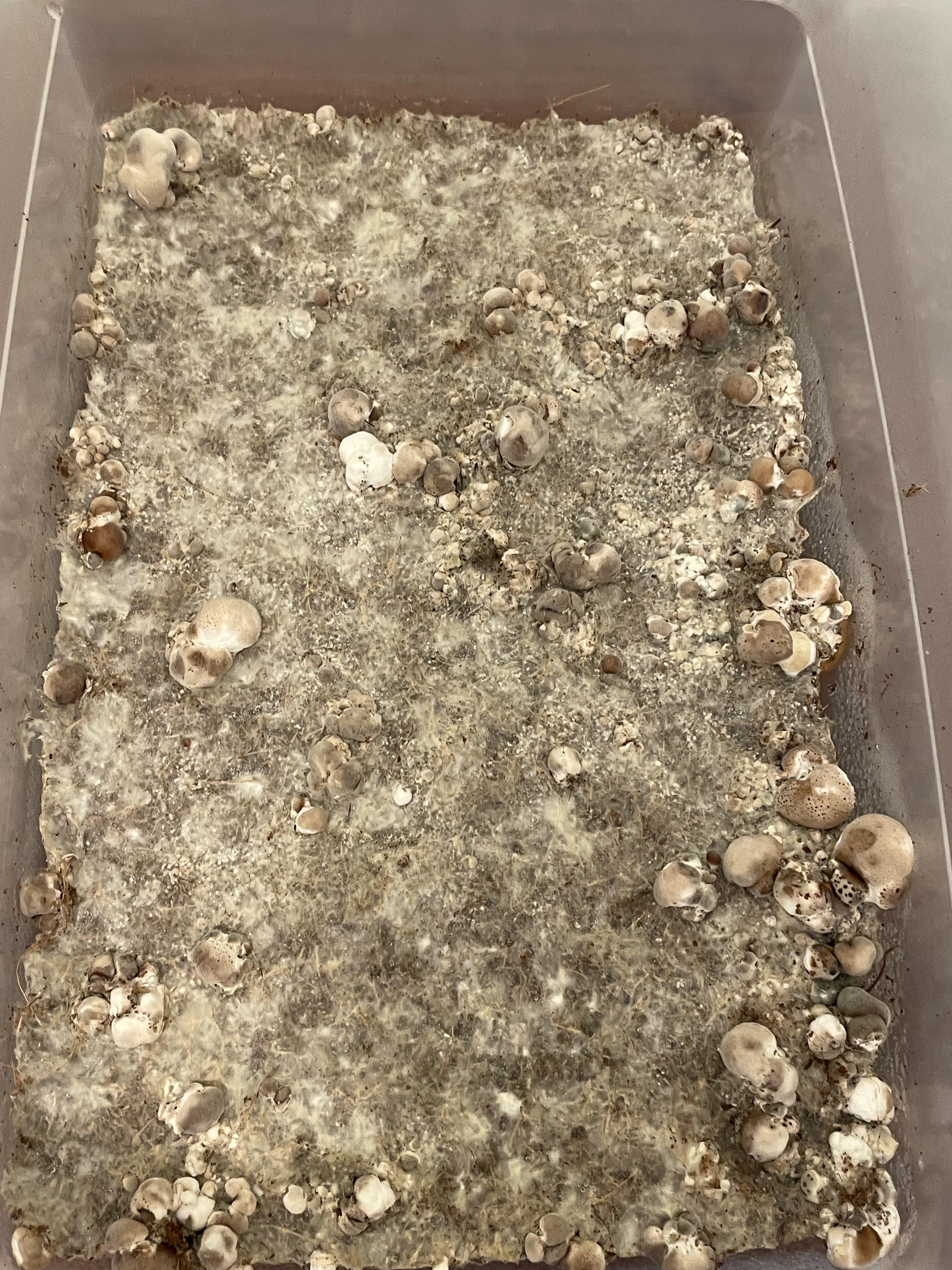 Can someone lmk if this looks normal? First flush. Pe. Thanks | Scrolller