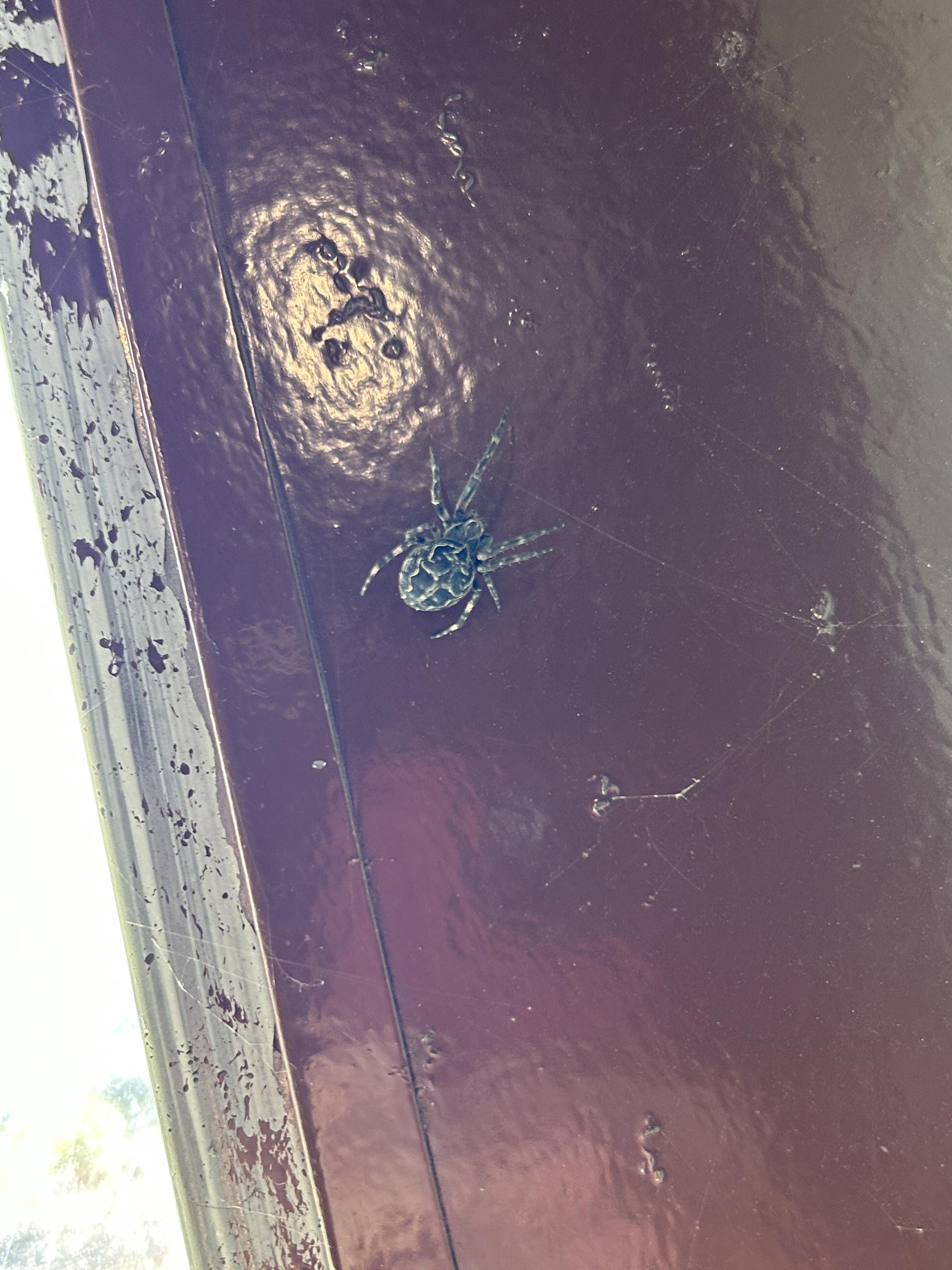 Beautiful spider | Scrolller