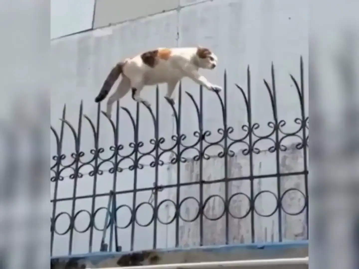 Kung fu cars | Scrolller