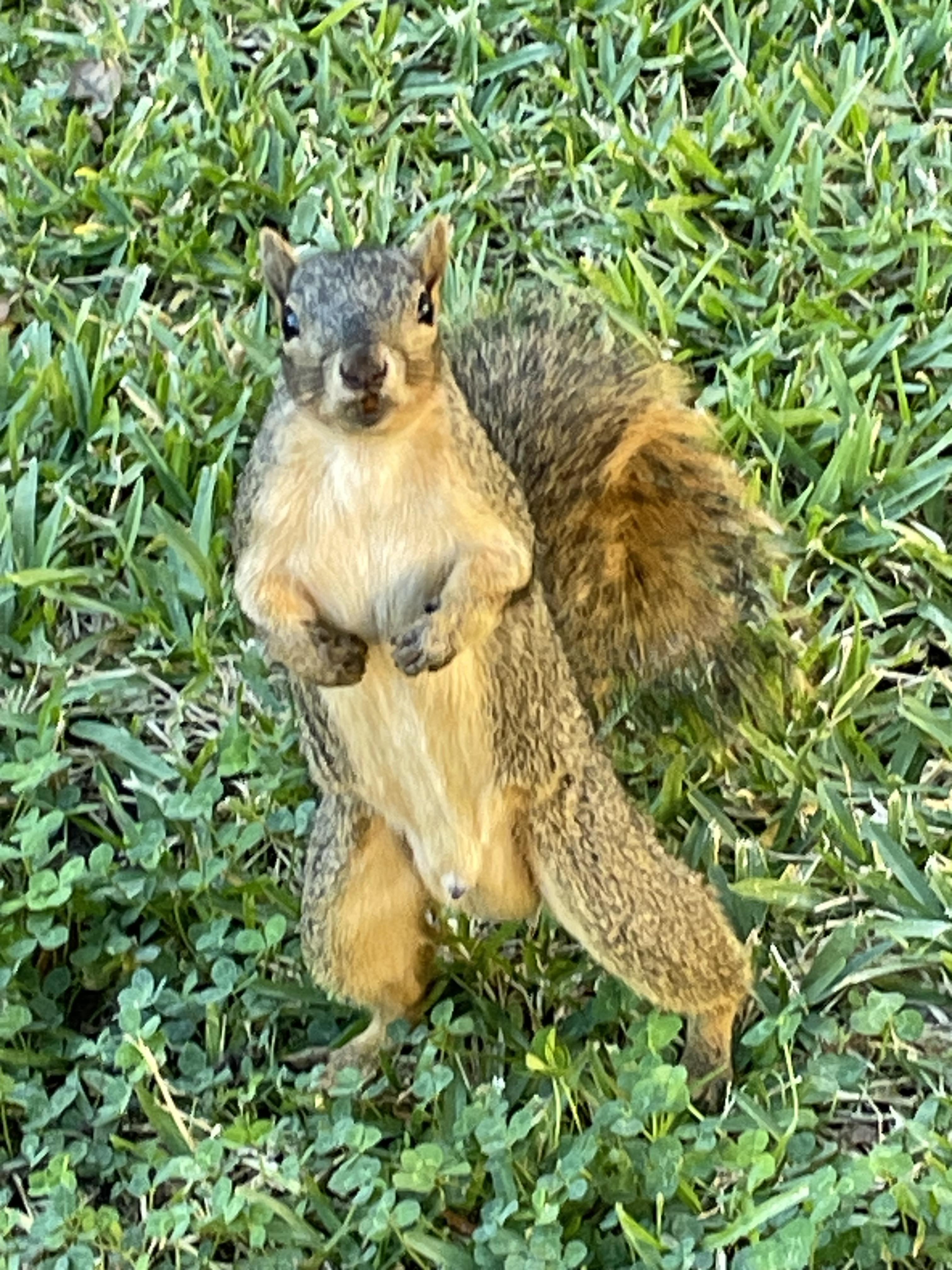 Going commando | Scrolller