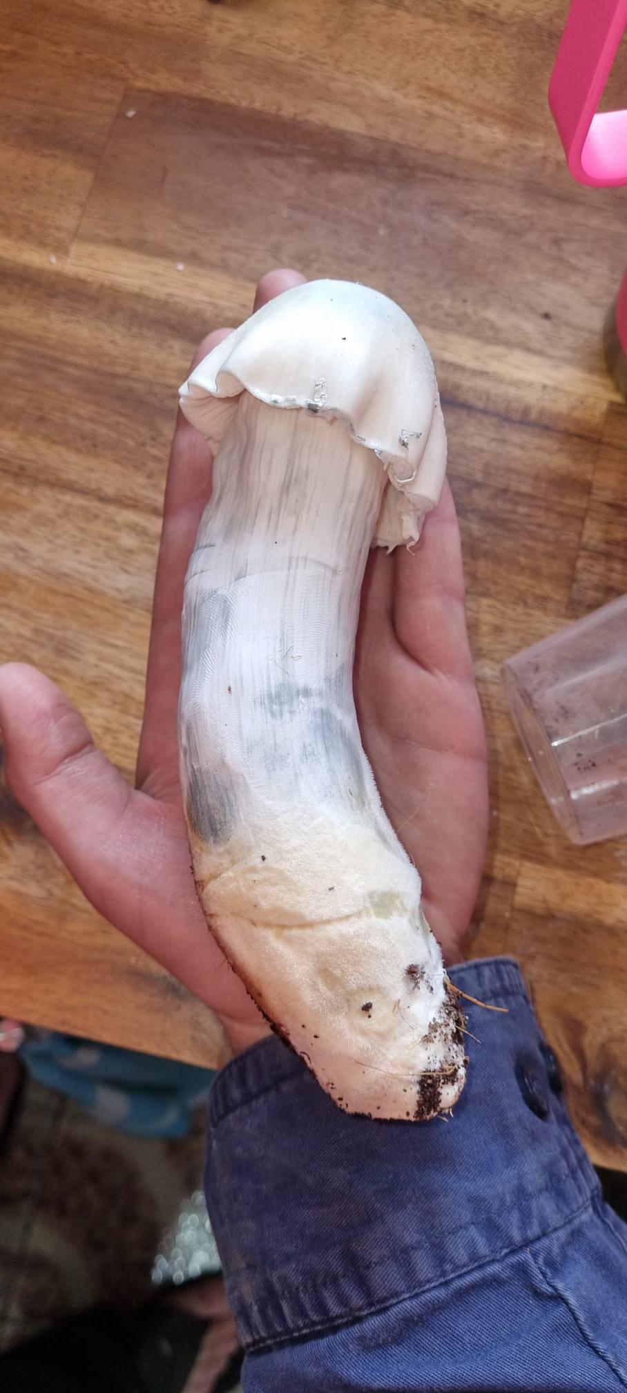 Worm farm TAT Ghost | Scrolller