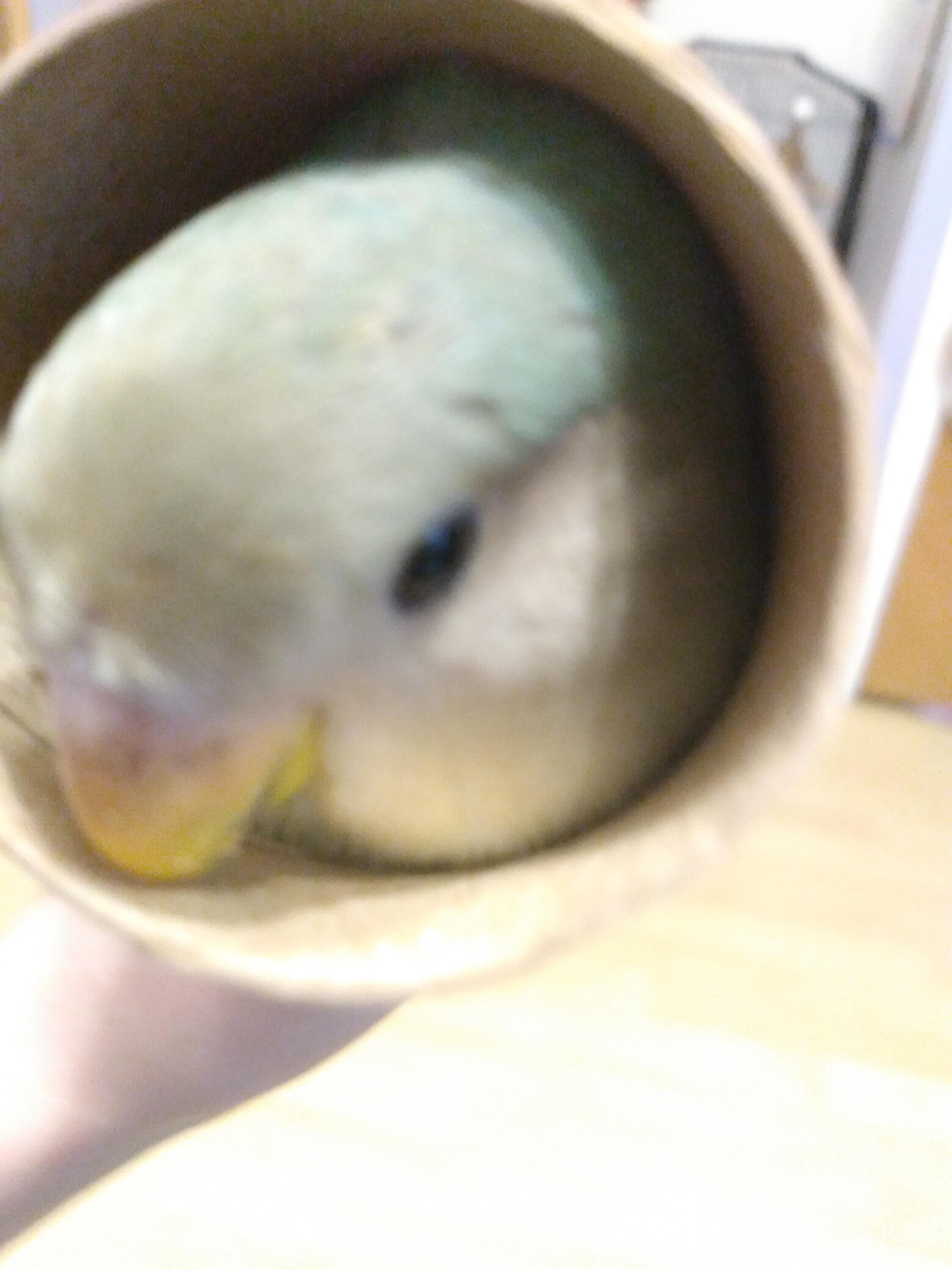 Is my bird the only one who enjoys running in and out of tubes? | Scrolller