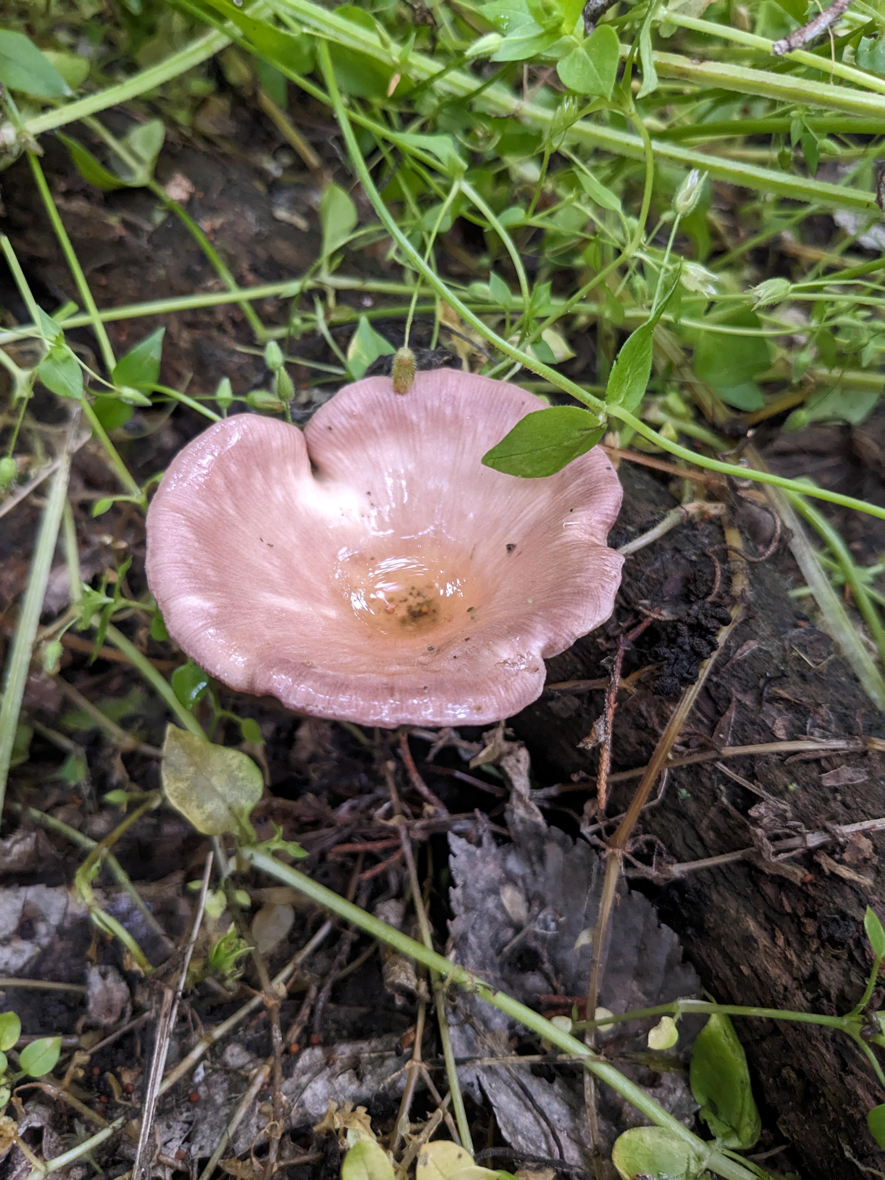 What is this beautiful mushroom?? | Scrolller