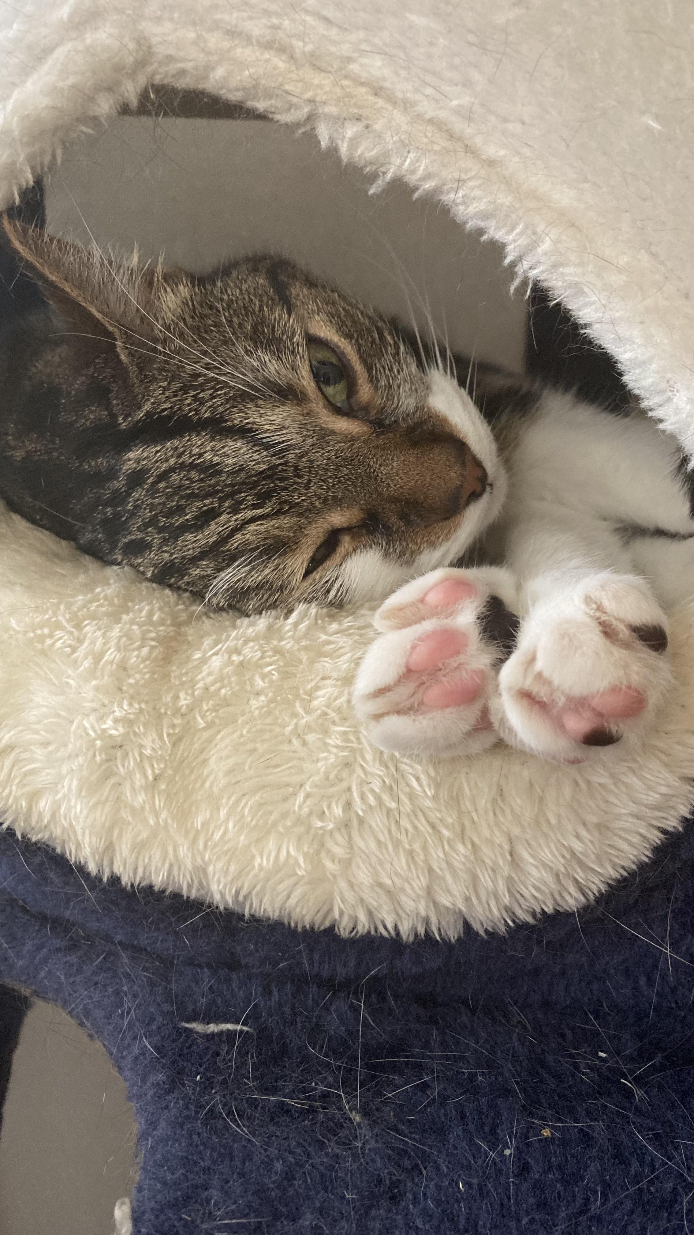 Sleepy toe beans 🫘 | Scrolller