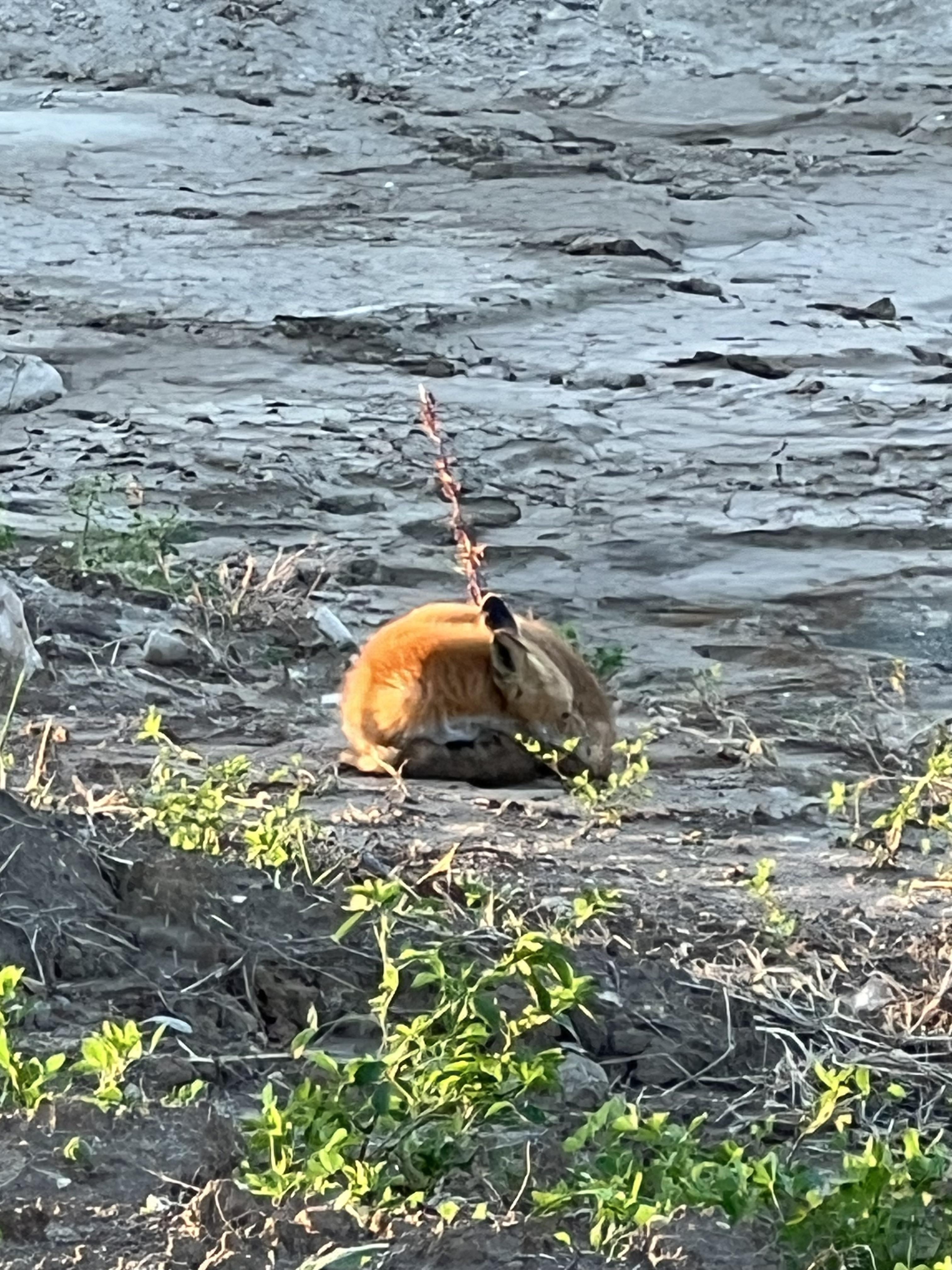 First Eagle! | Scrolller