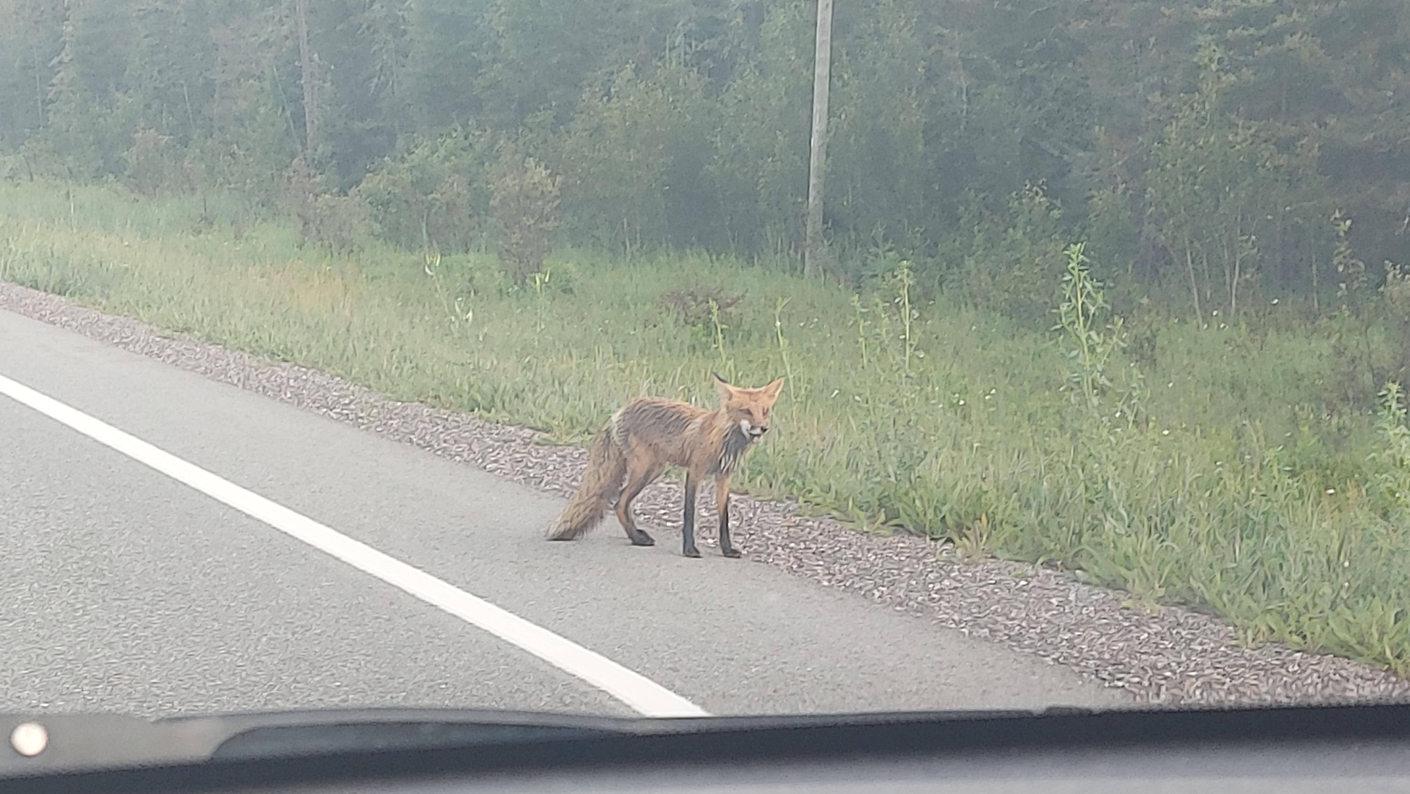 Saw this fella while driving on the highway | Scrolller