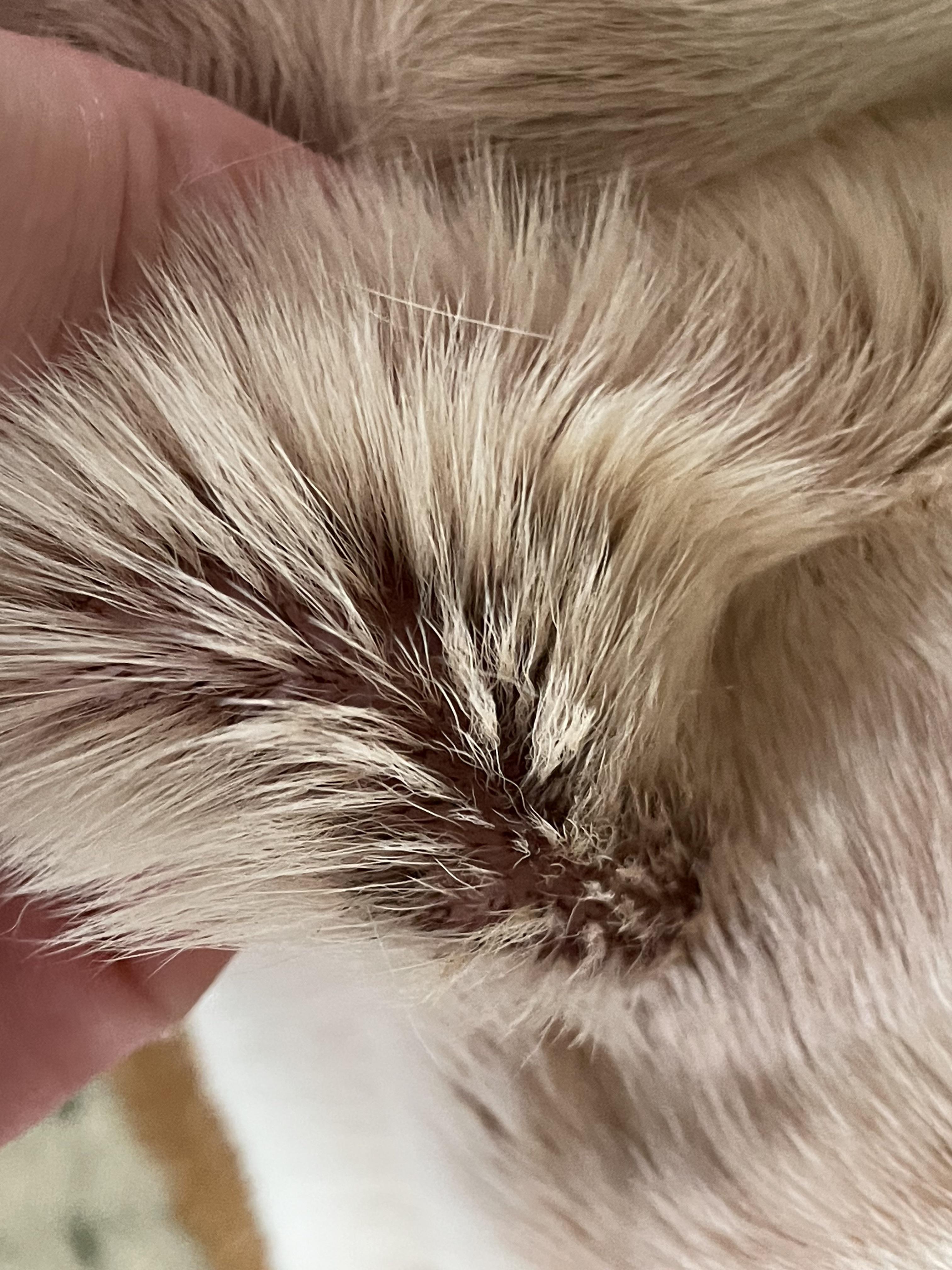 Skin infection? | Scrolller