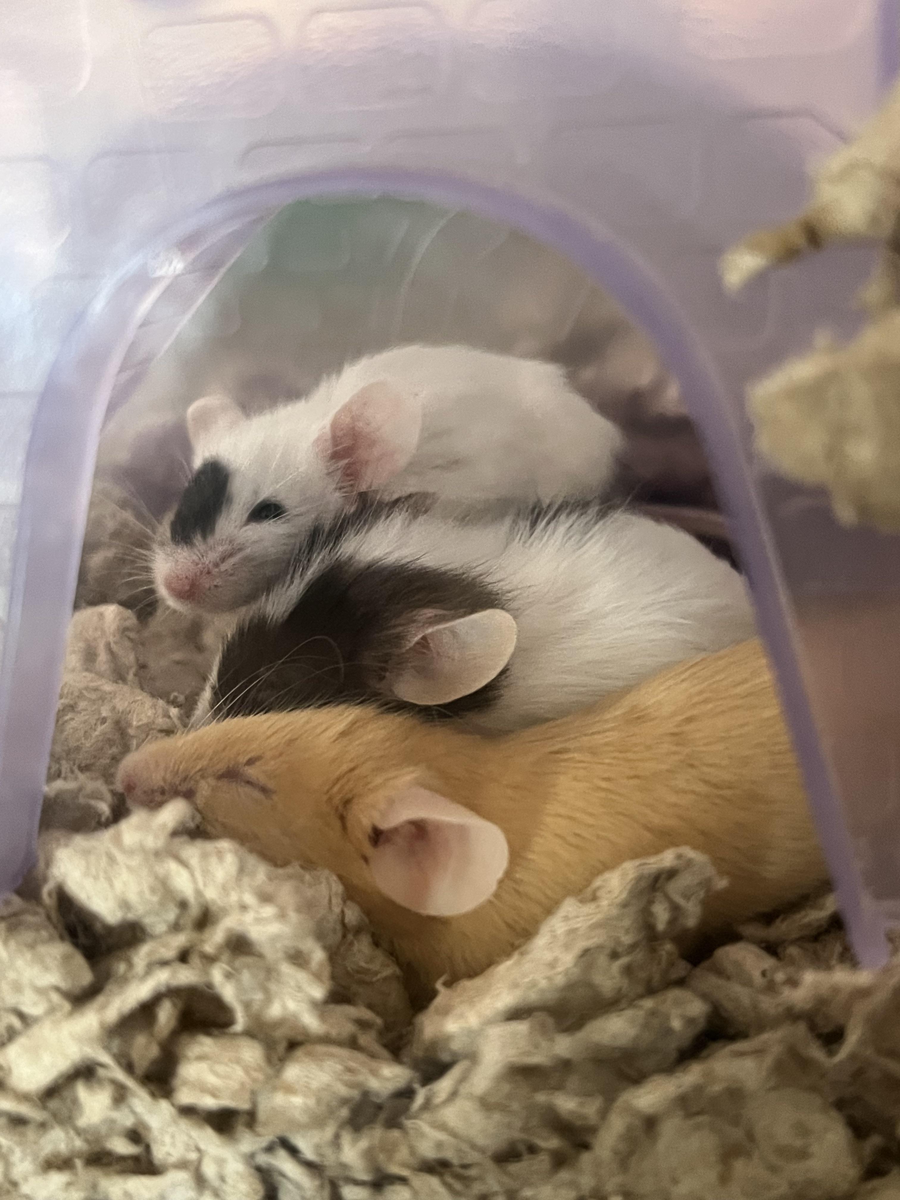 Mouse stack | Scrolller