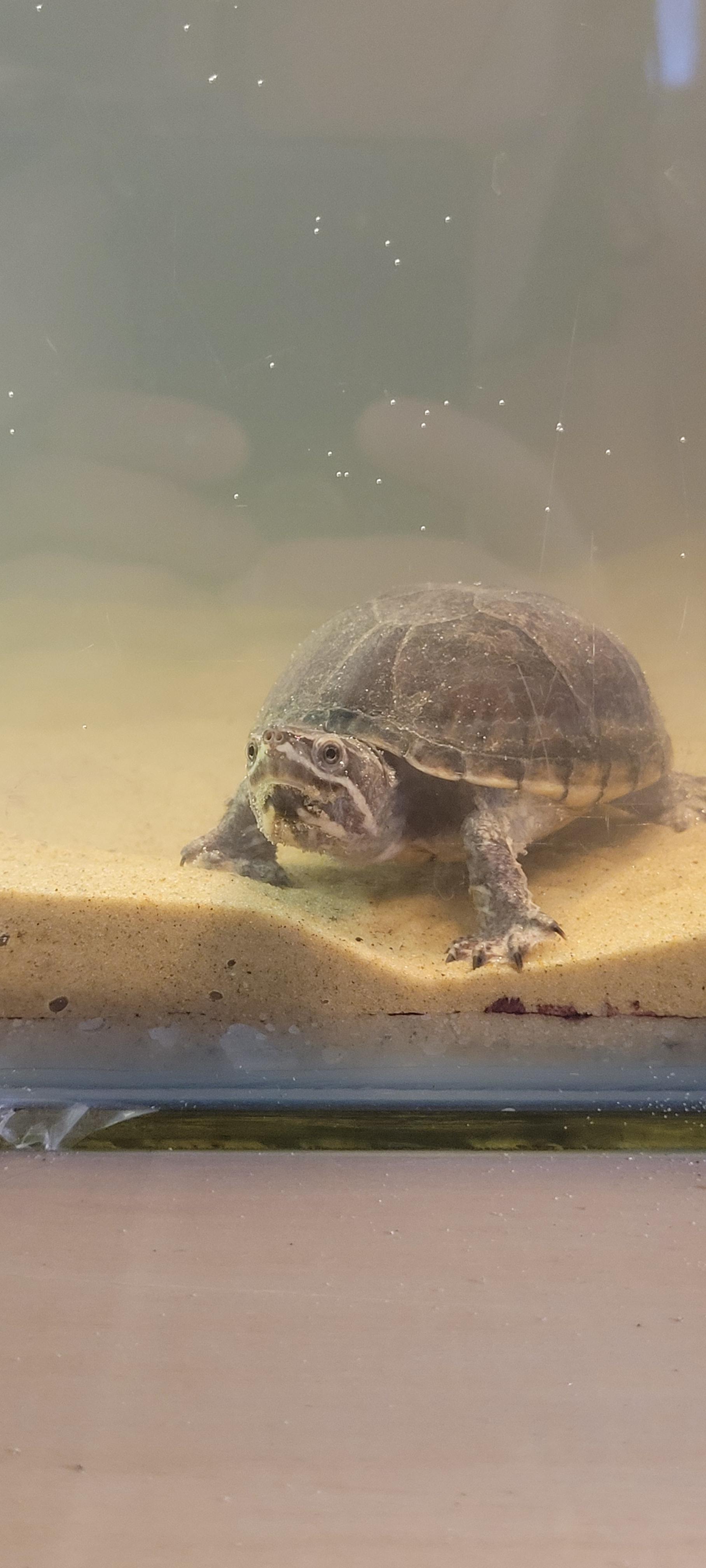 Turtle rescue update! | Scrolller