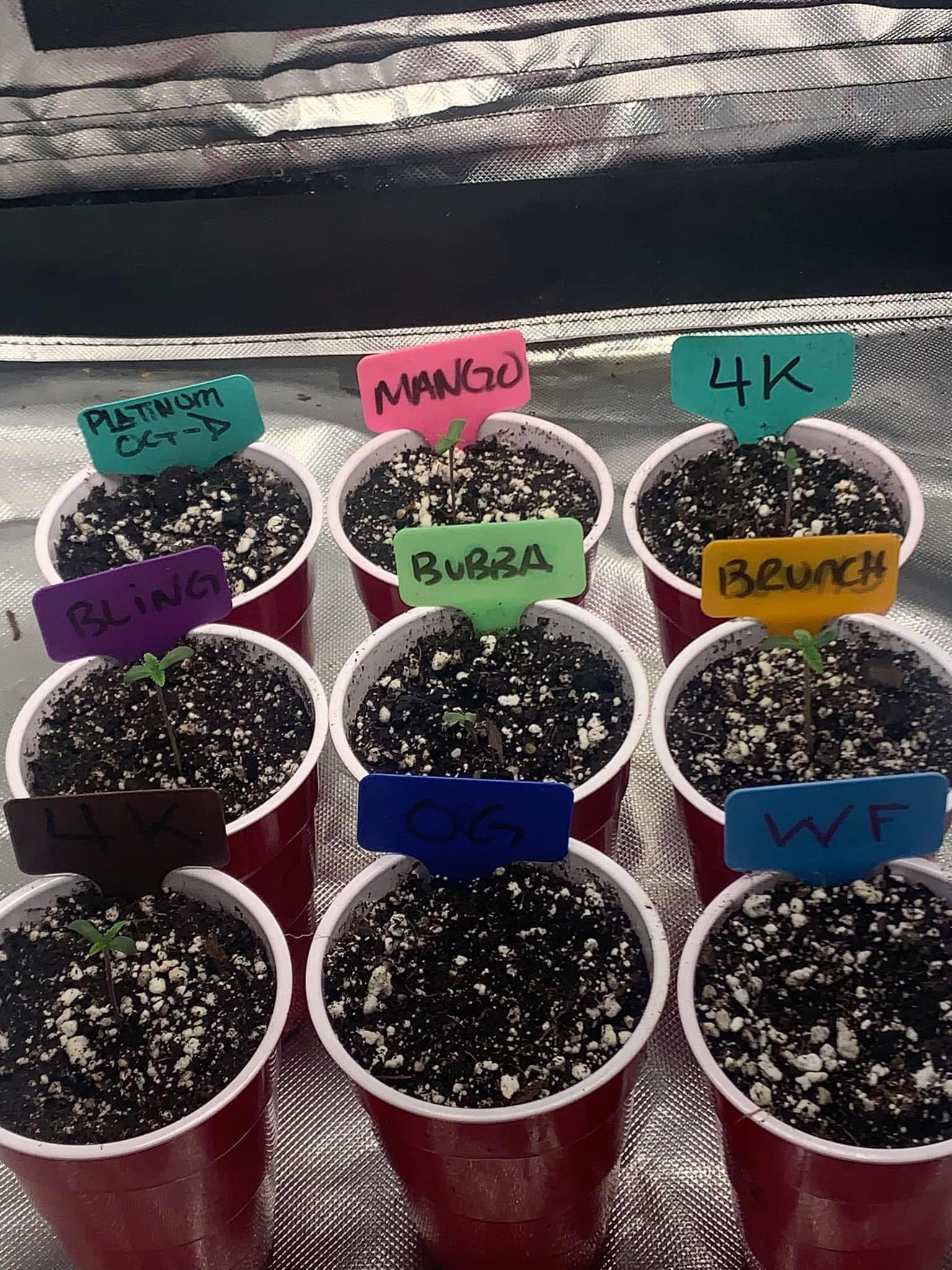 New grow | Scrolller