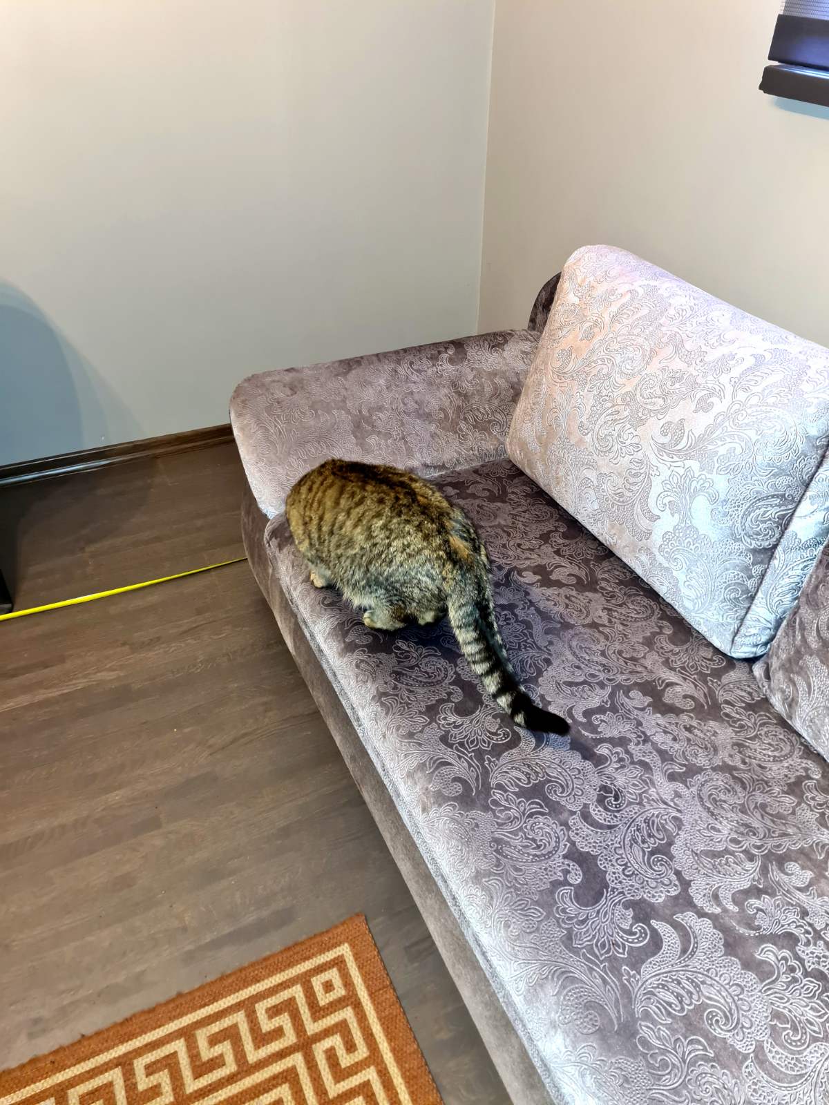 Our farmhouse cat getting familiar with new sofa. He might become a ...