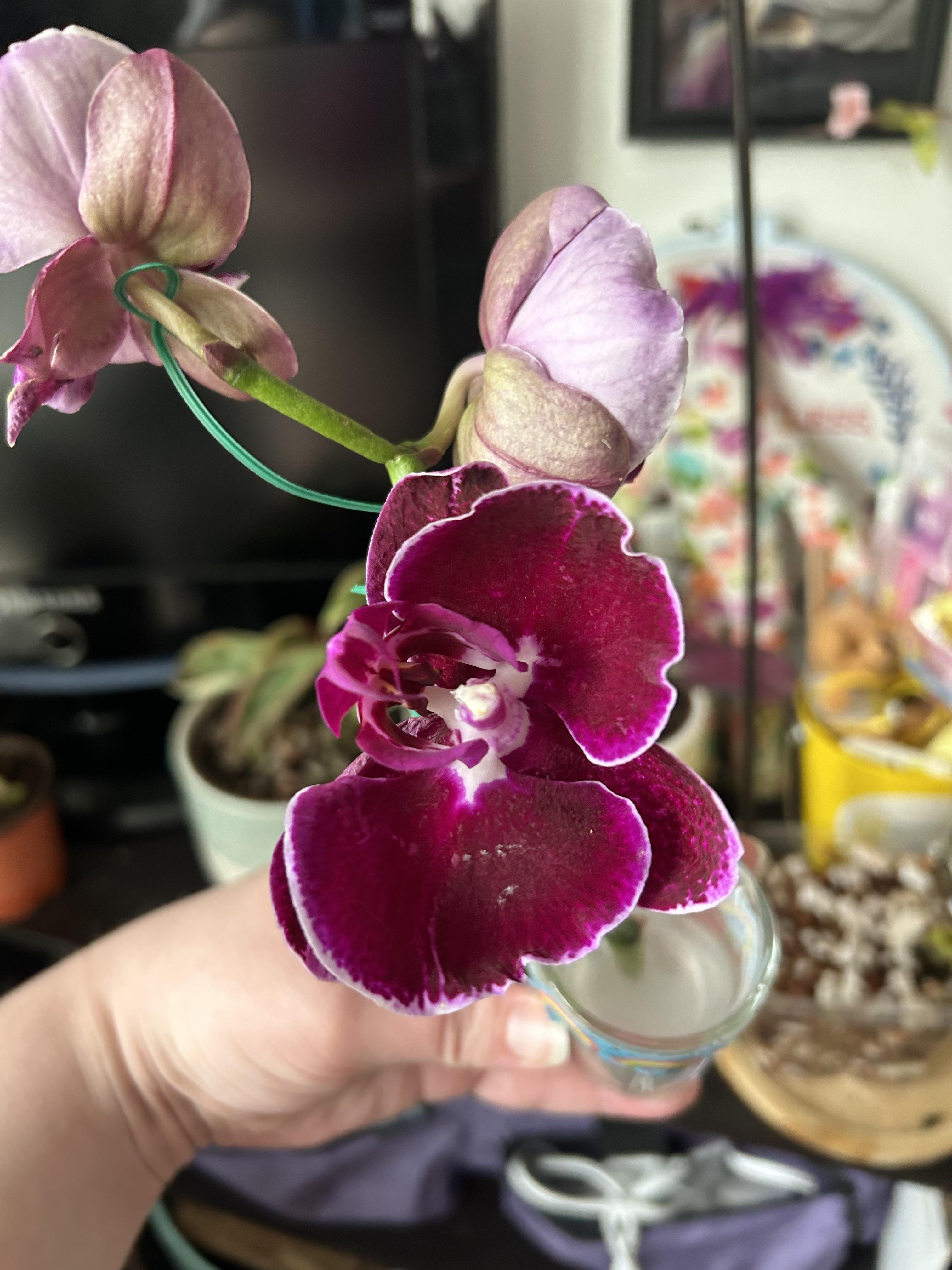 Discover more like Orchids: RIP Beautiful and Related Content | Scrolller