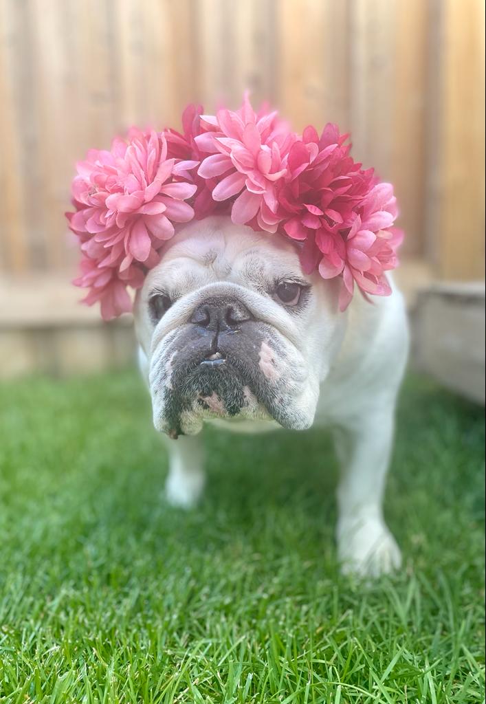 Meet Lola | Scrolller