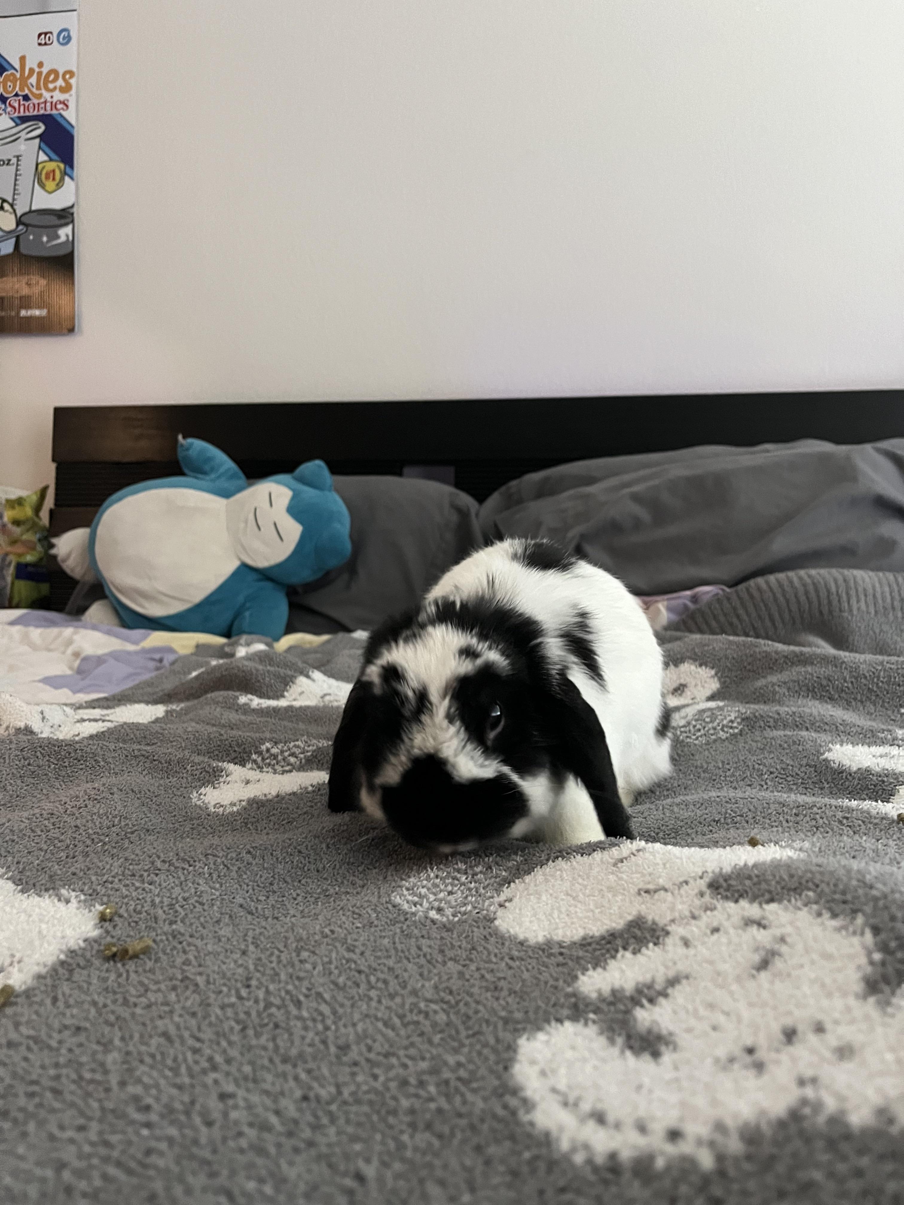 Snoopy enjoying her snoopy blanket | Scrolller
