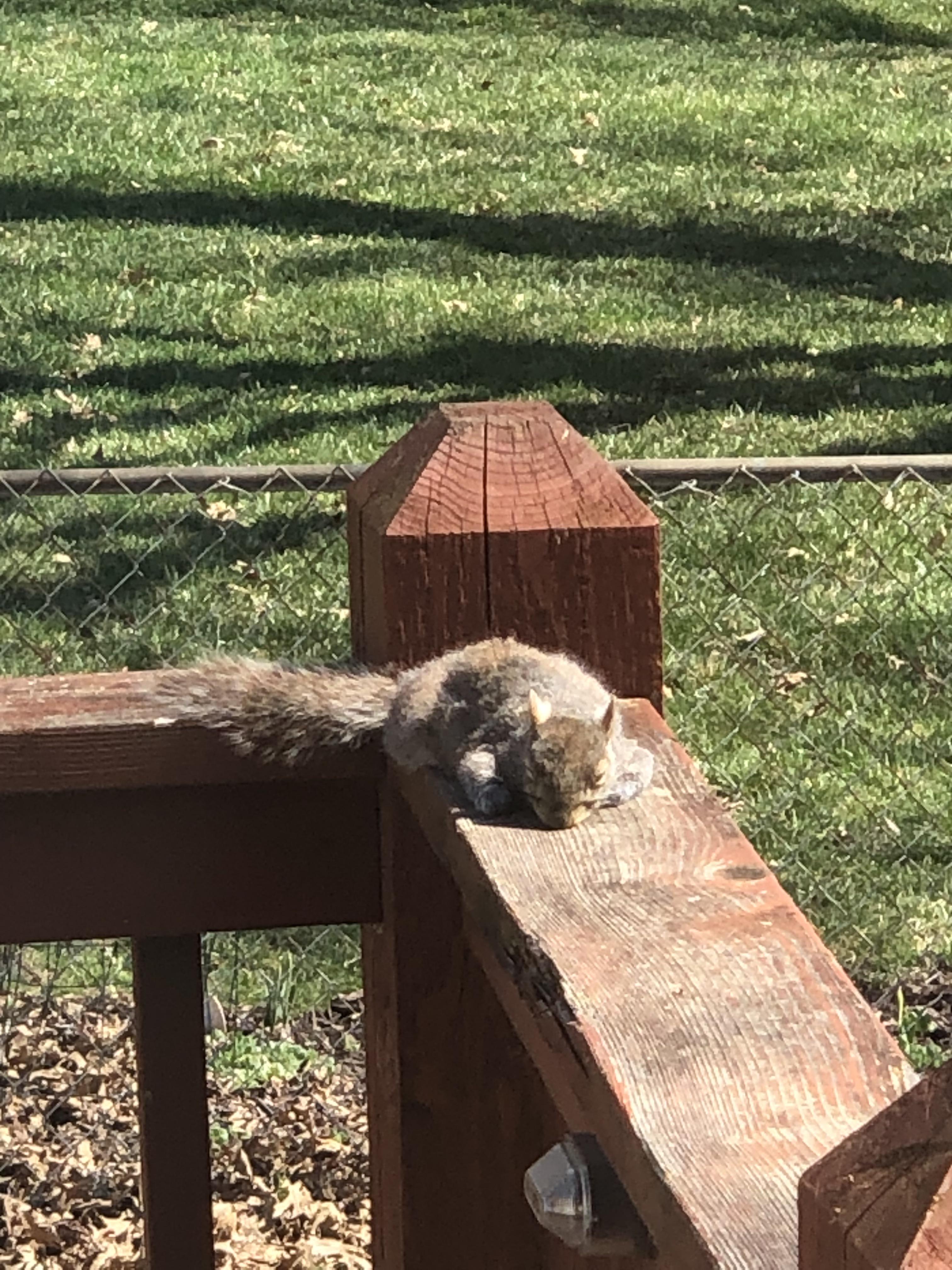 Recently I’ve noticed a squirrel hanging out on our deck a lot, napping in the sun and just ...