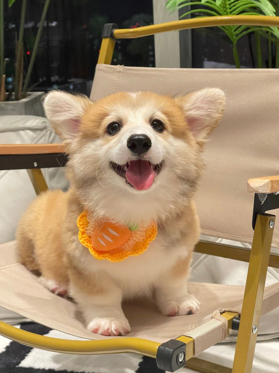 Happy little corgi | Scrolller