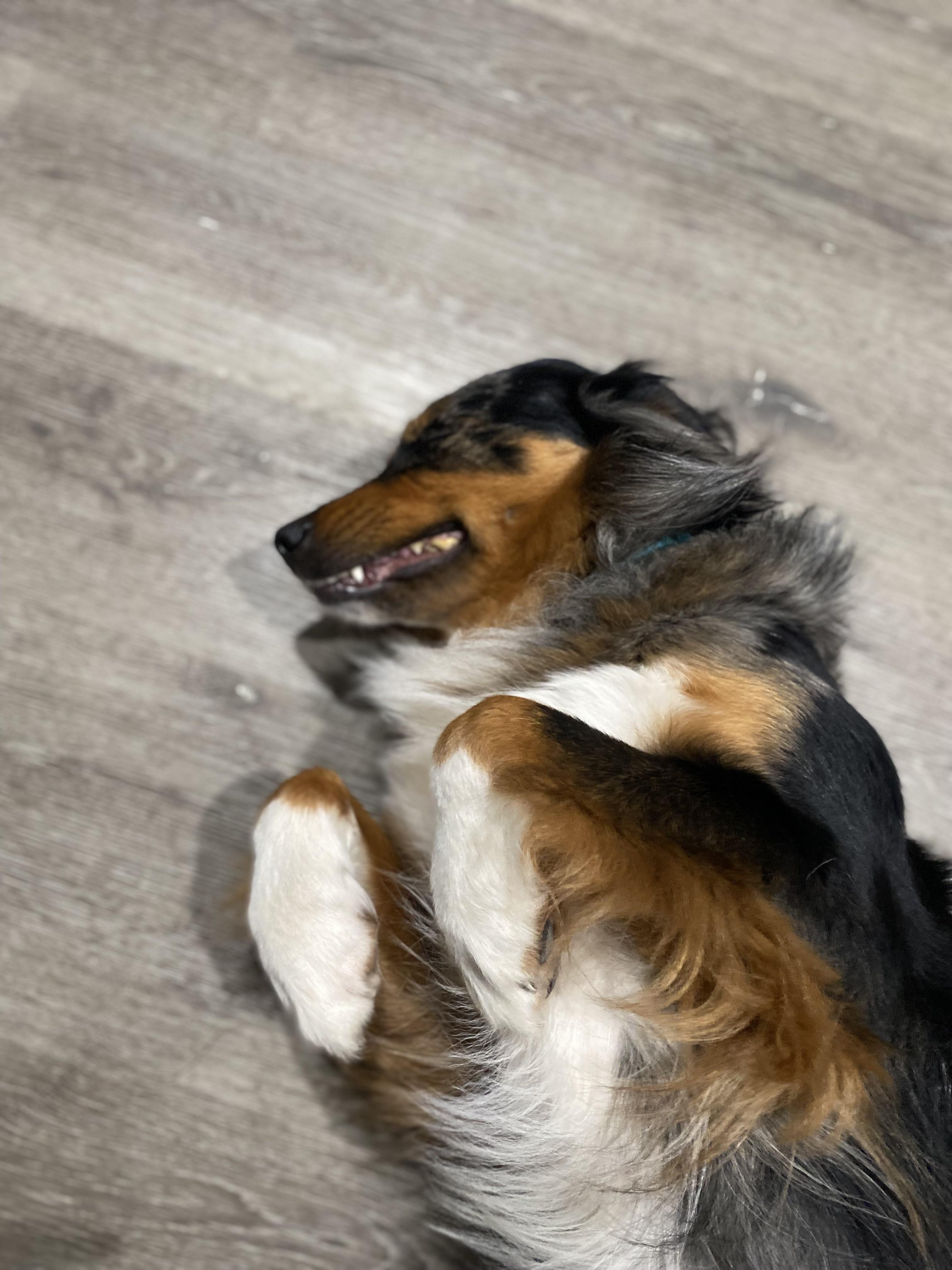 She makes this stank face every time during belly rubs. | Scrolller