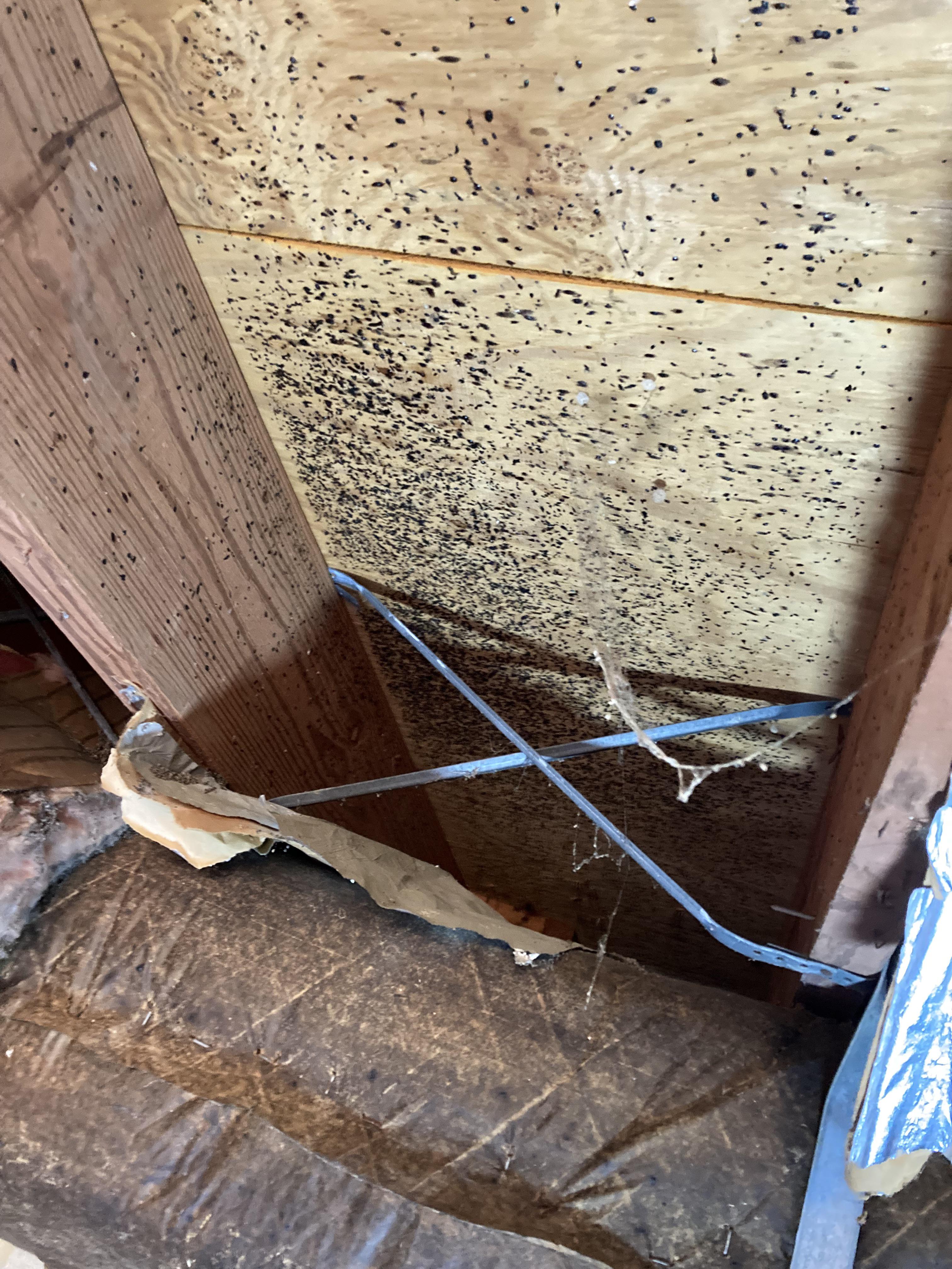 Is that a black Mold | Scrolller