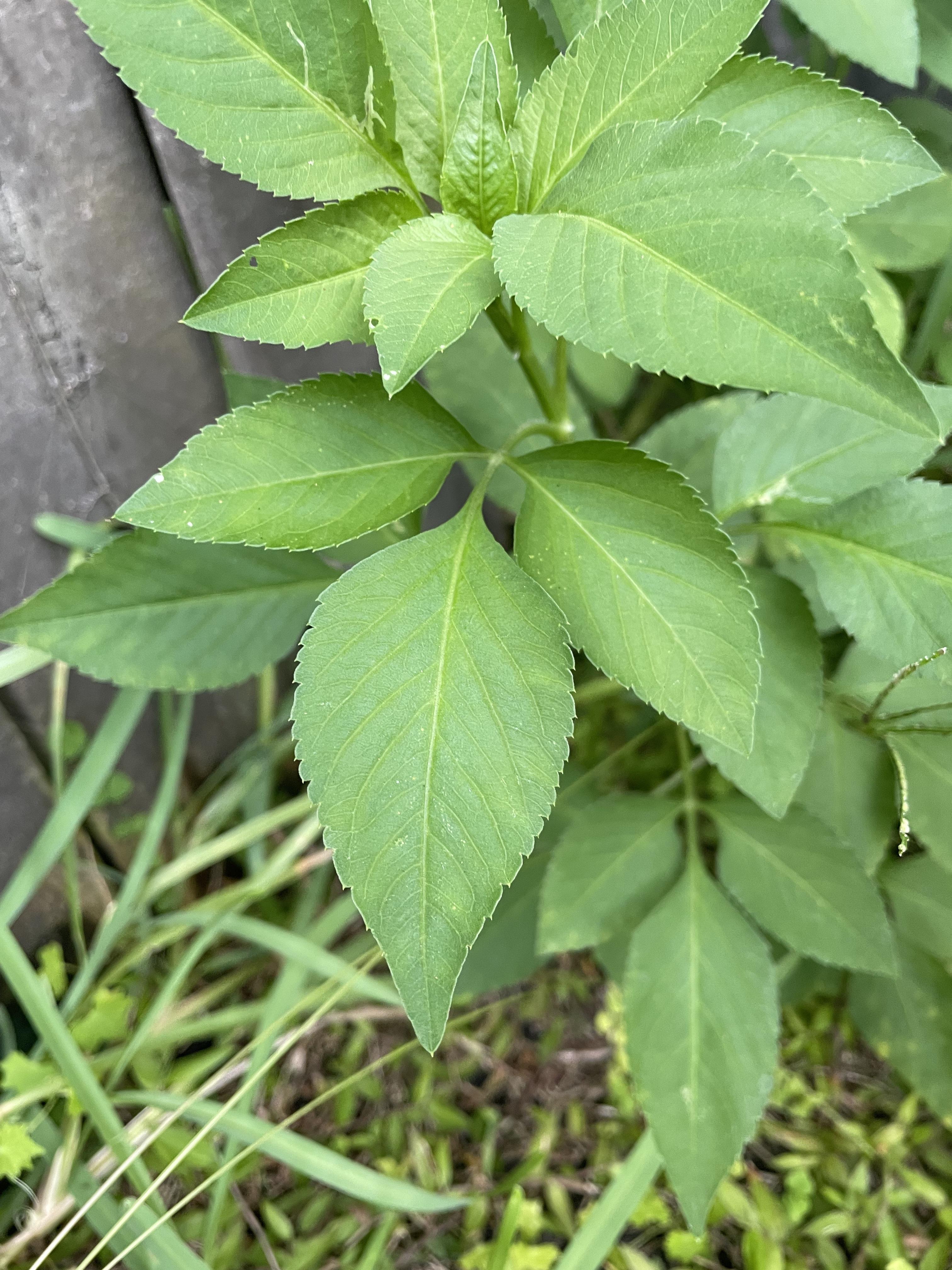What is this growing in my yard? | Scrolller