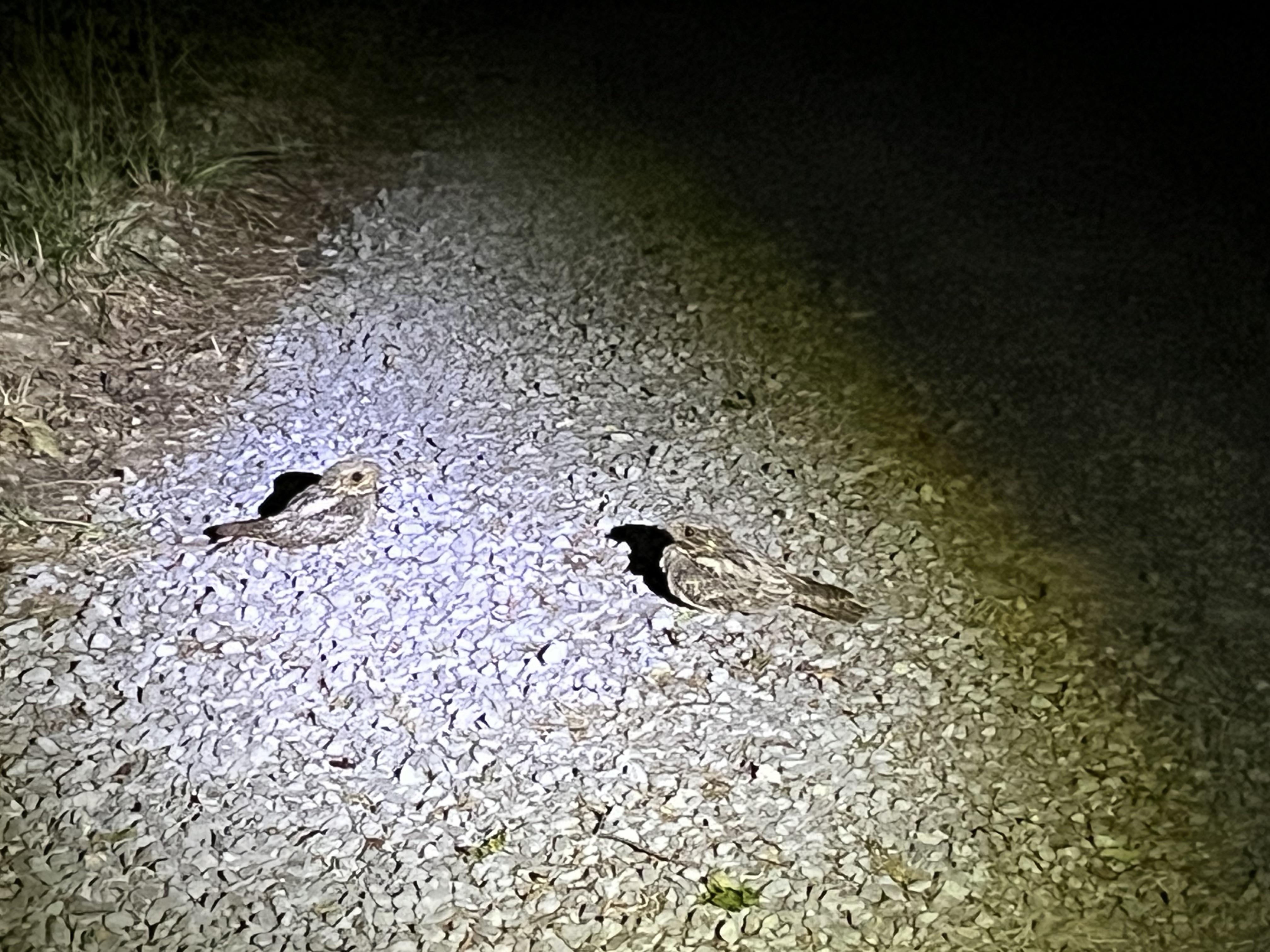 Please help me identify | Scrolller