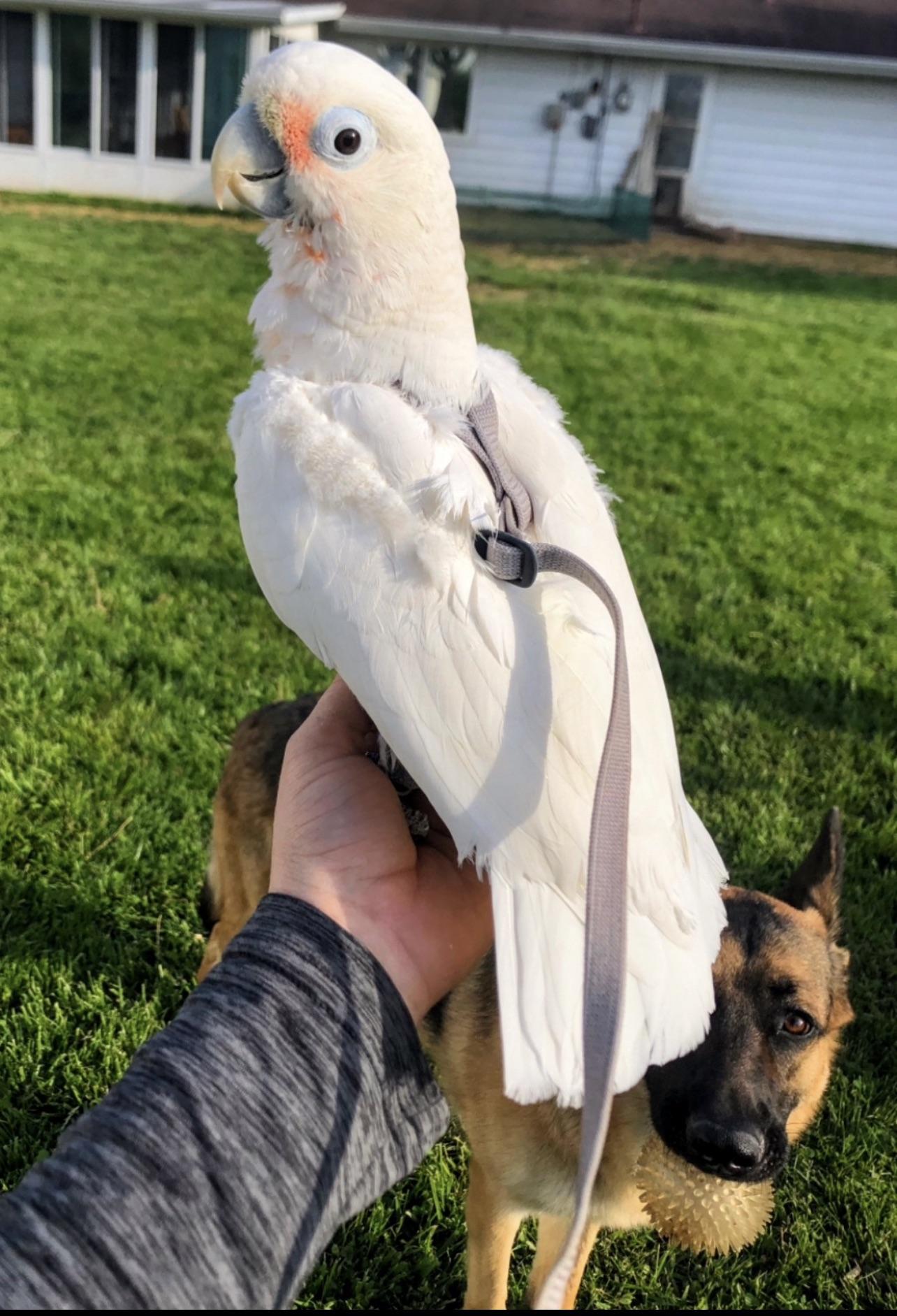 I made a wreath out of 3 years of molt from my boy Sam | Scrolller