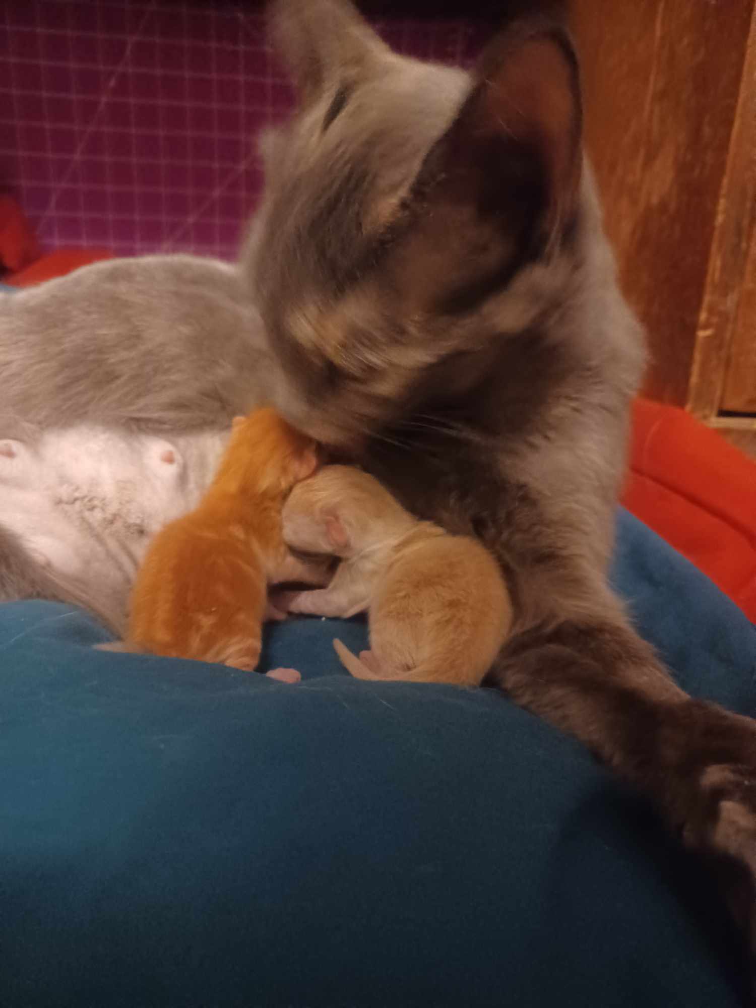 Blurry picture of cats | Scrolller