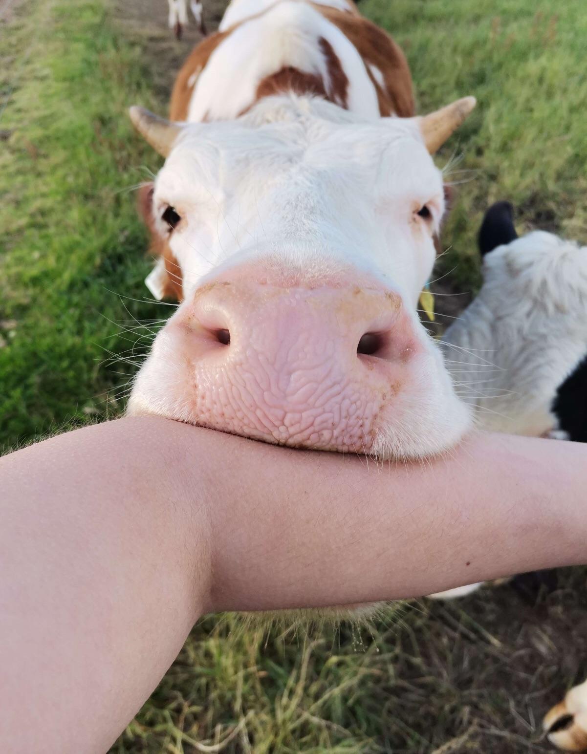 Nutmeg munching on my arm | Scrolller