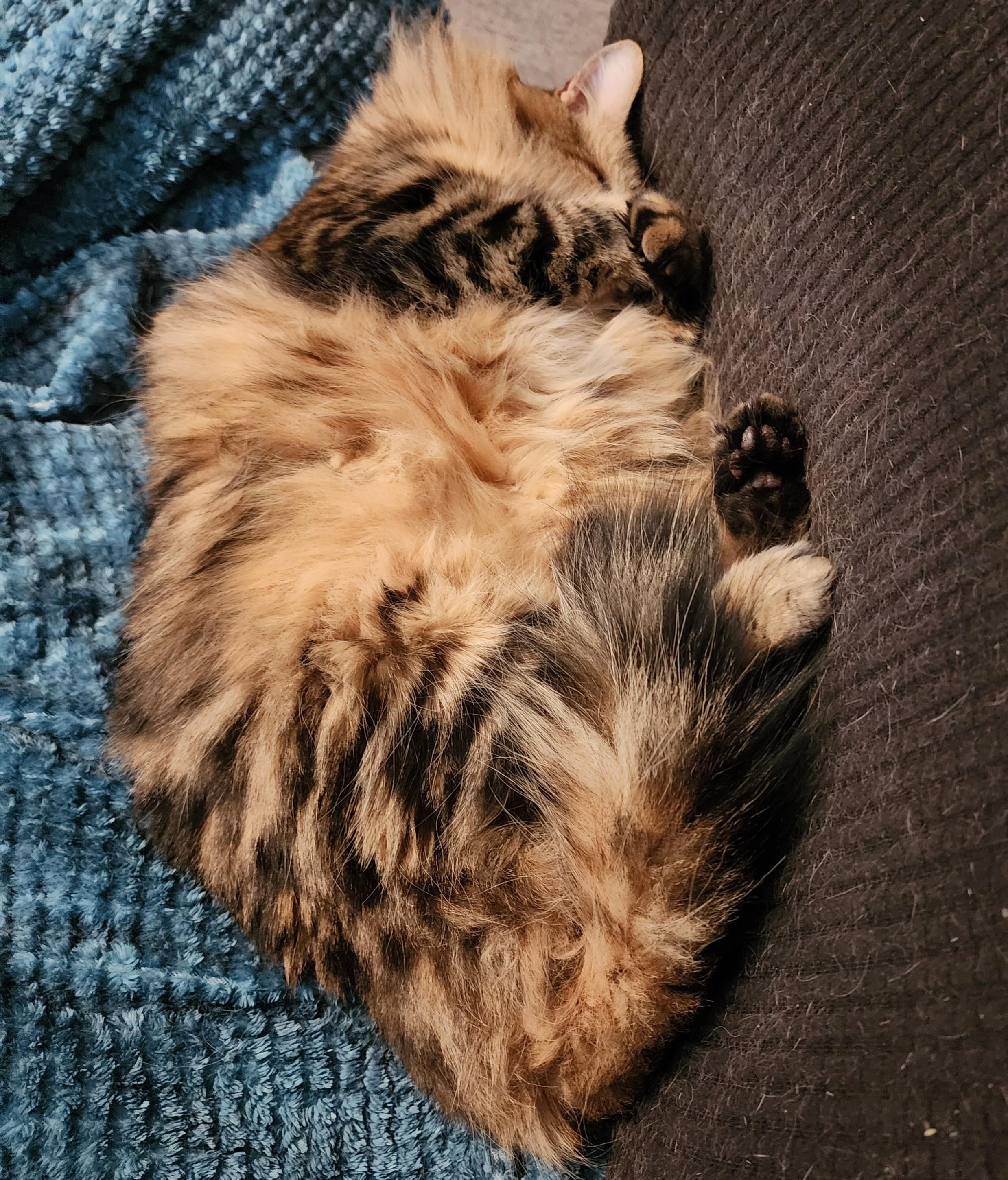 Considering the pros and cons of touching his belly. 😆 | Scrolller