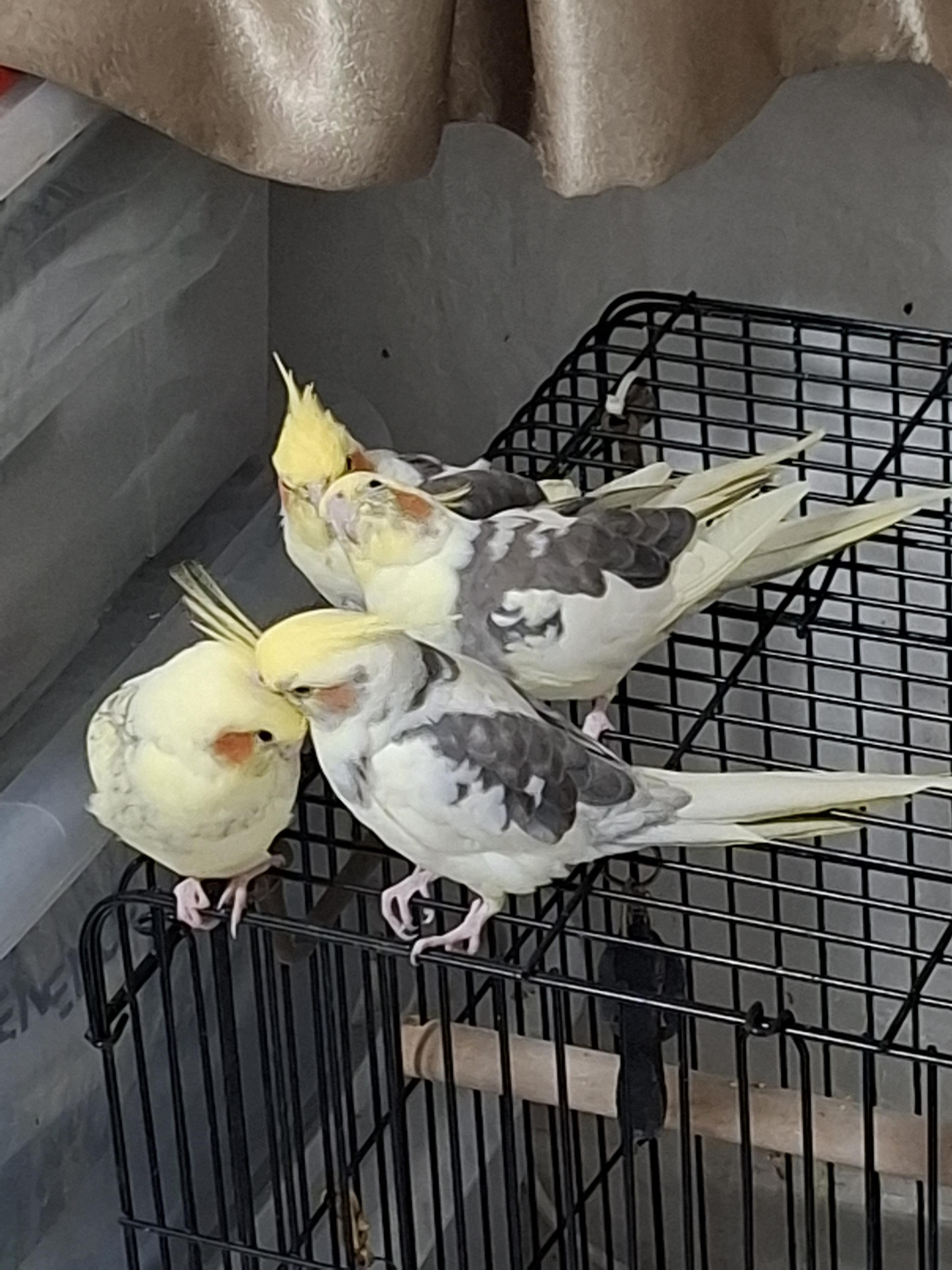 Double preen-fest🐦🐦 | Scrolller