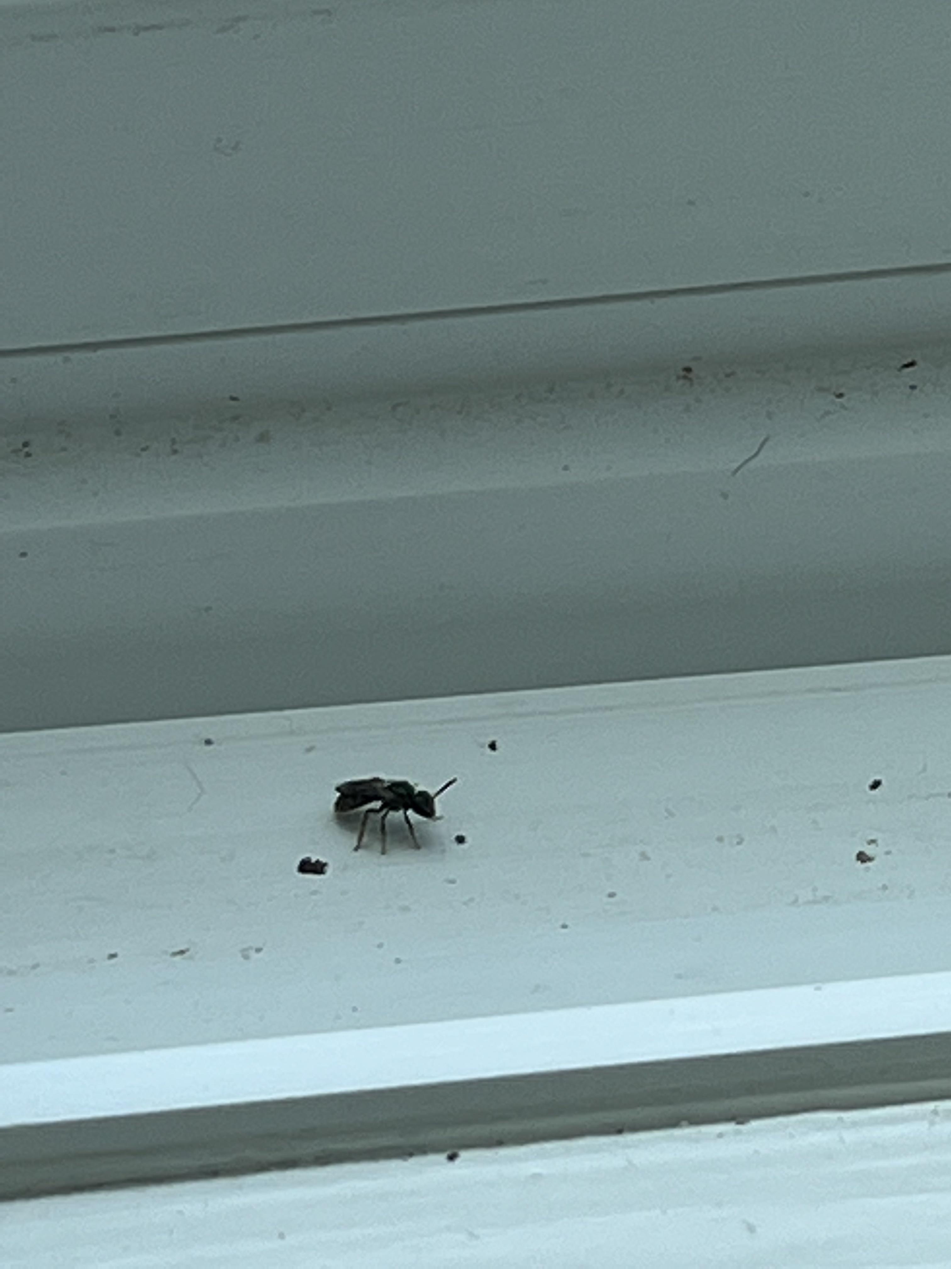 Wtf is this? Termite or big ant? | Scrolller