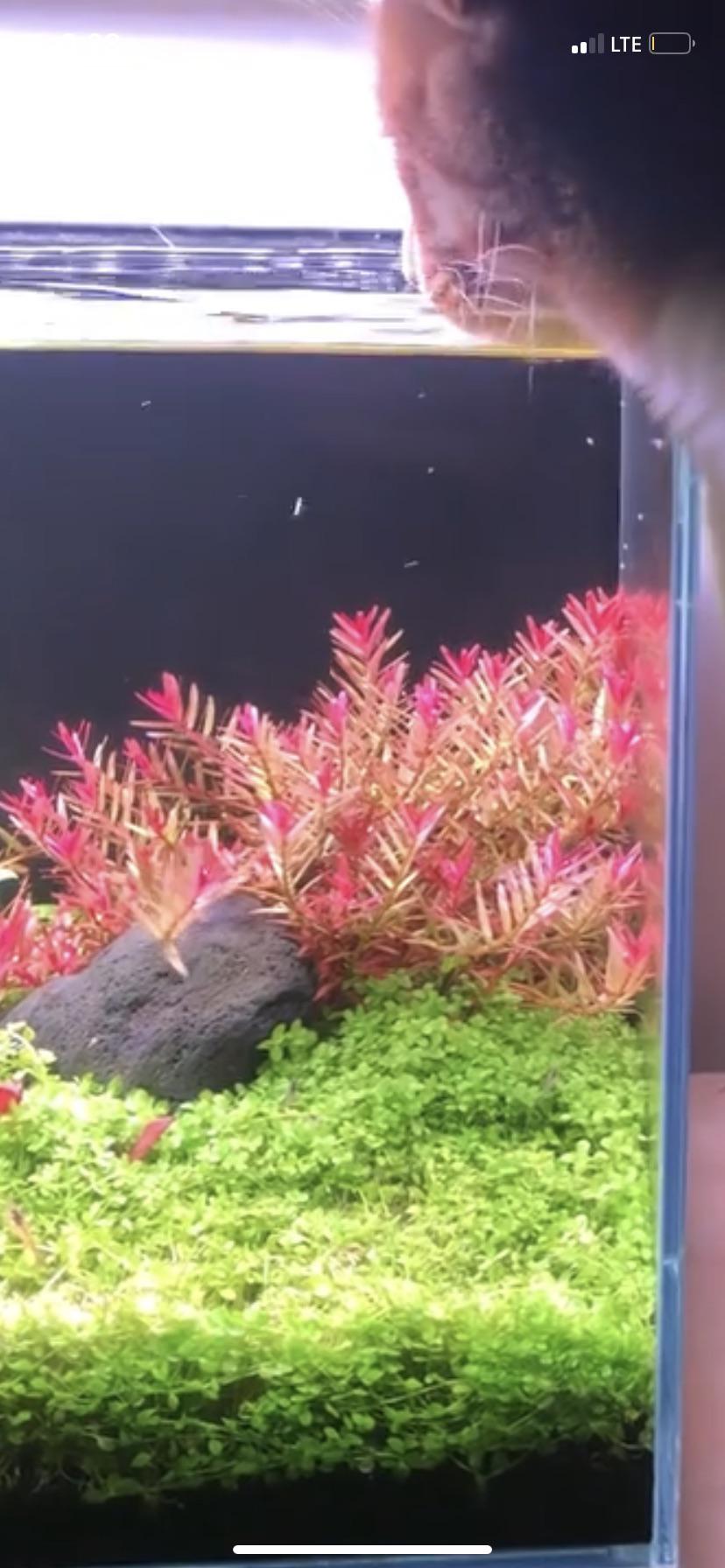 Can someone help ID these three plants | Scrolller